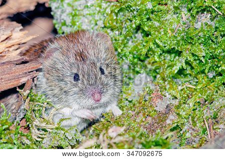 Cute Wild Forest Mouse Image & Photo (Free Trial) | Bigstock
