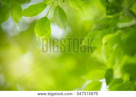 Greenery Background Images, Illustrations & Vectors (Free) - Bigstock