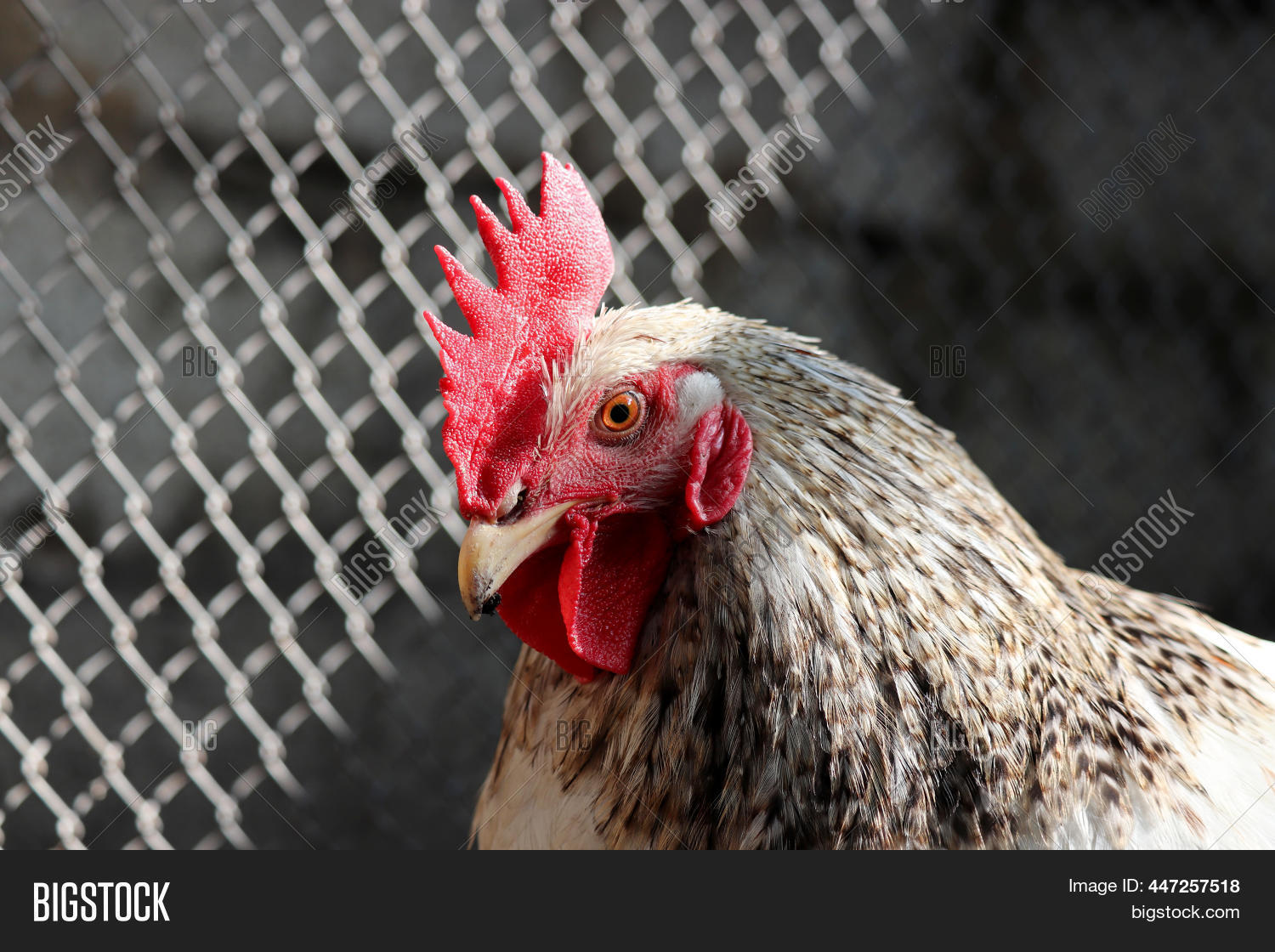 Rooster Chicken Coop. Image & Photo (Free Trial) | Bigstock