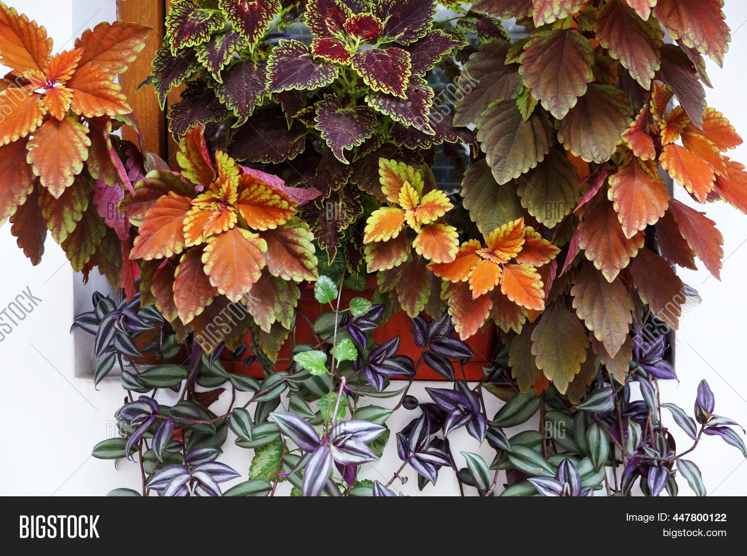 Different Types Coleus Image & Photo (Free Trial) | Bigstock