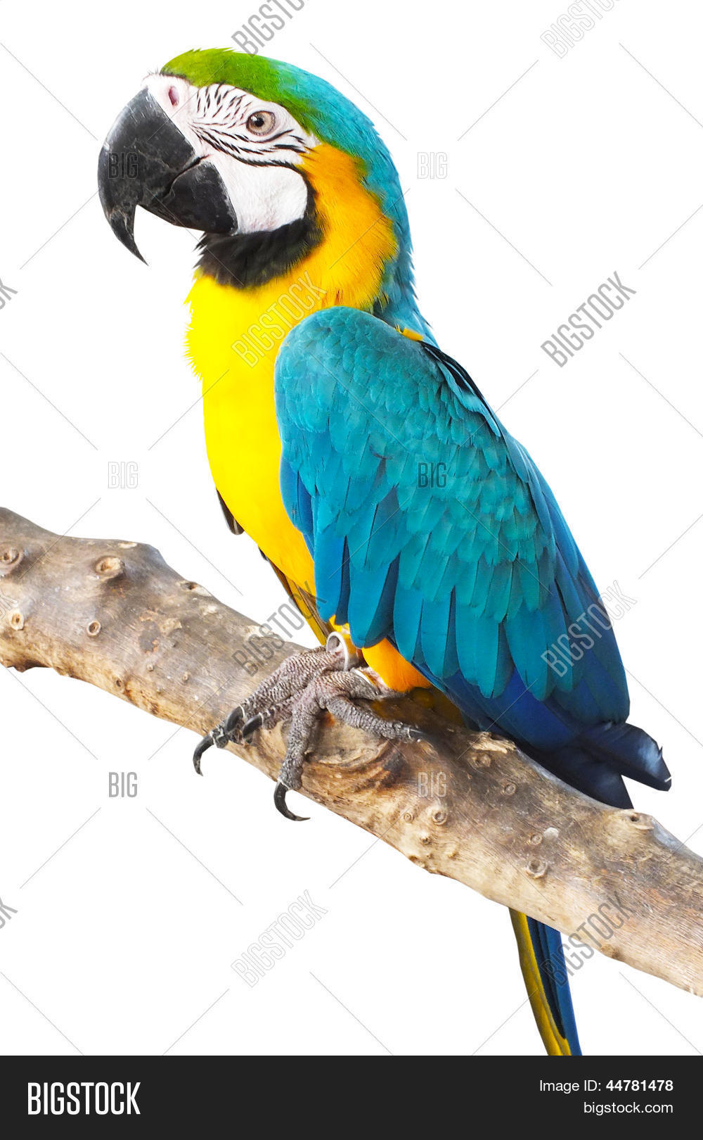 Parrot Standing On Image & Photo (Free Trial) | Bigstock