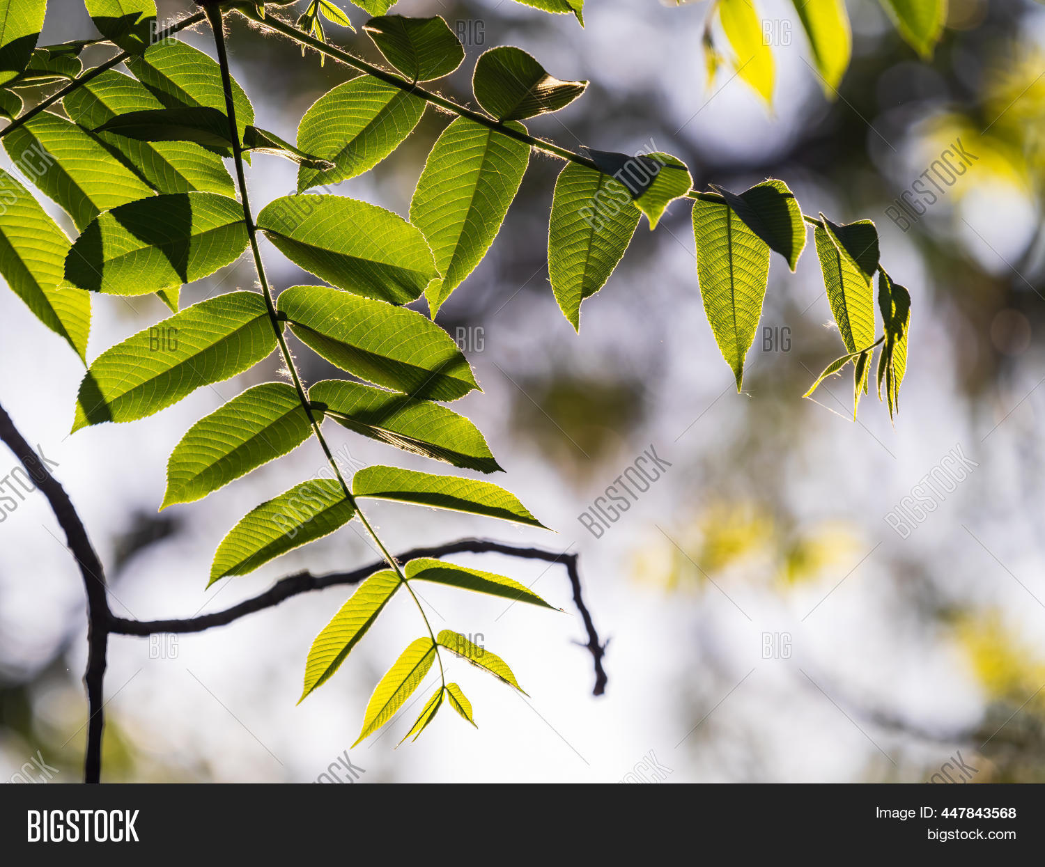 Ash-tree Blossoms Image & Photo (Free Trial) | Bigstock