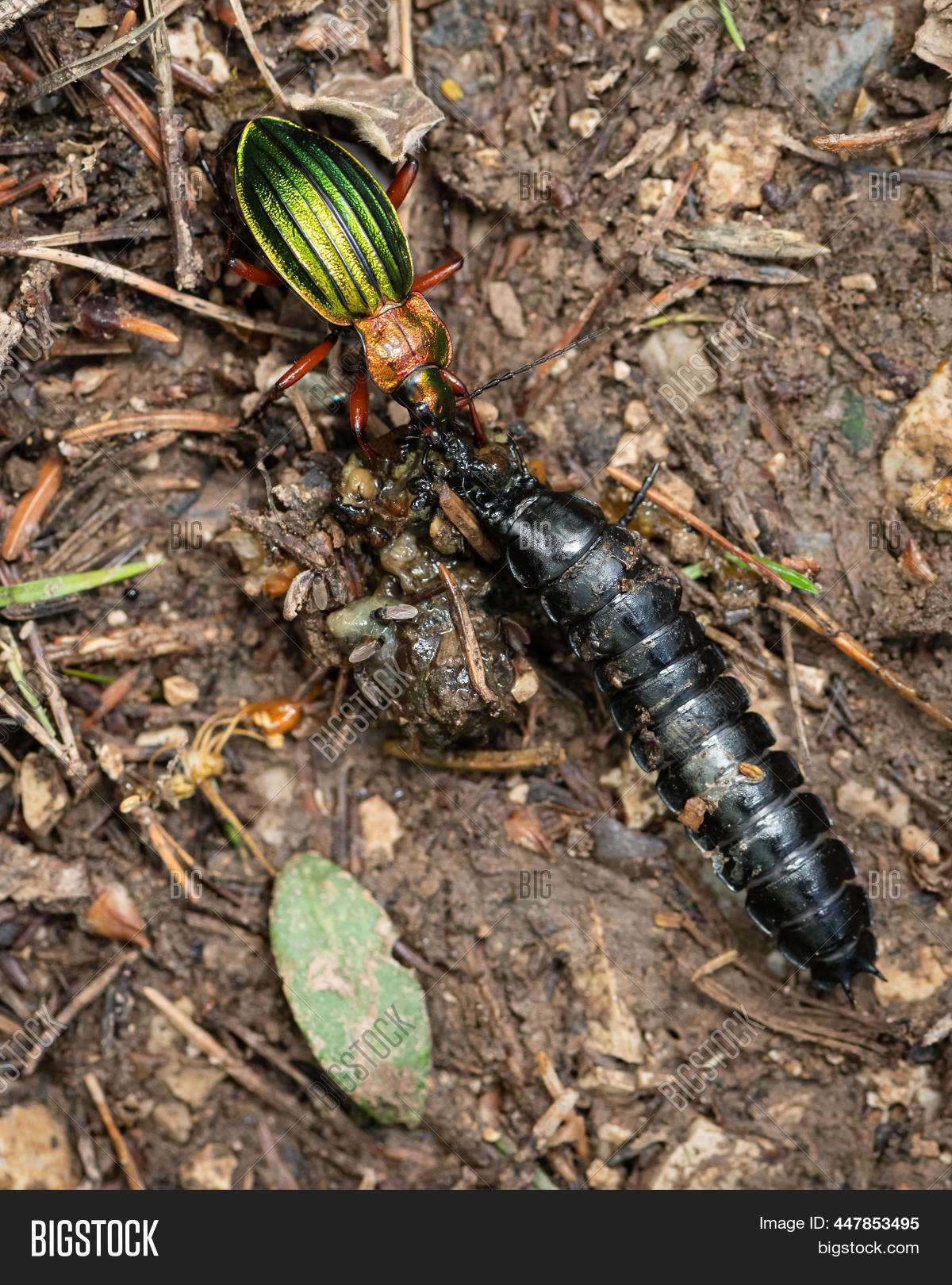 Closeup Carabus Image & Photo (Free Trial) | Bigstock
