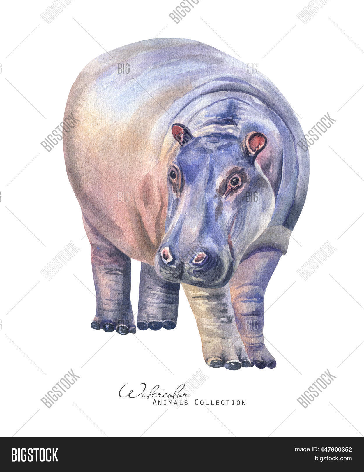 Hippo Portrait. Image & Photo (Free Trial) | Bigstock