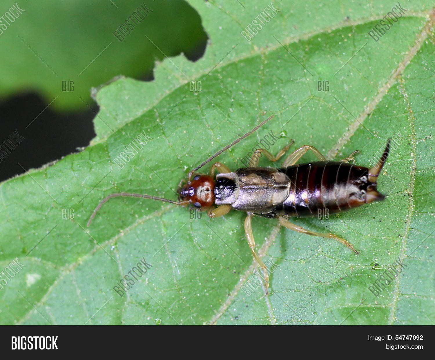 European Earwig On Image & Photo (Free Trial) | Bigstock