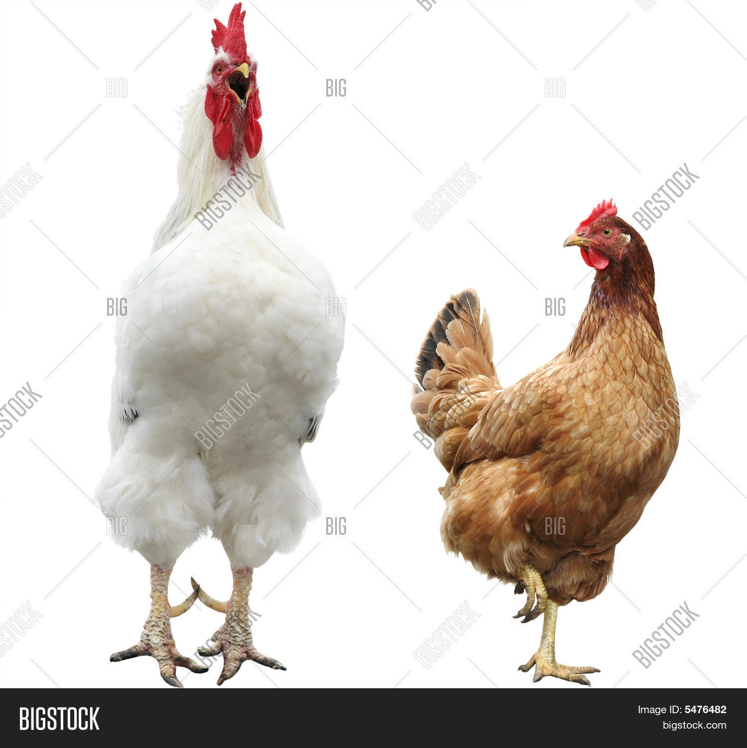 Funny Hen Rooster Image & Photo (Free Trial) | Bigstock