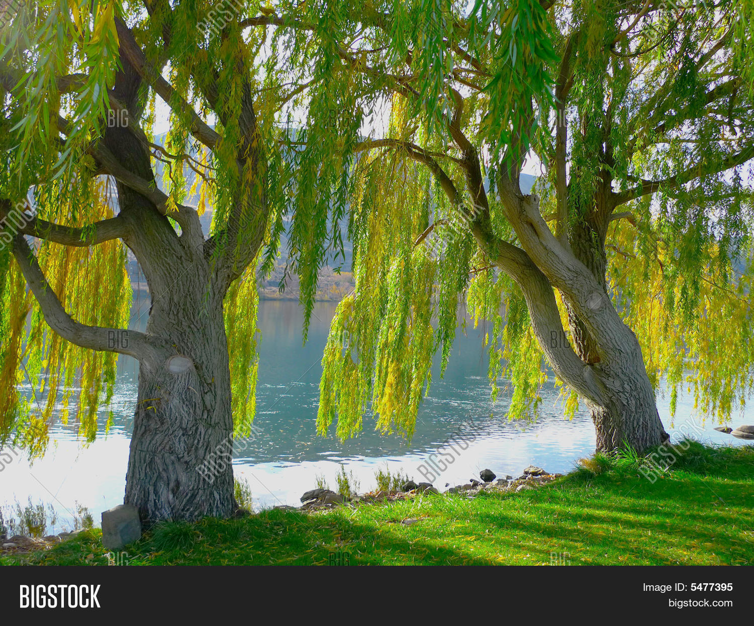 Weeping Willow Trees Image & Photo (Free Trial) | Bigstock