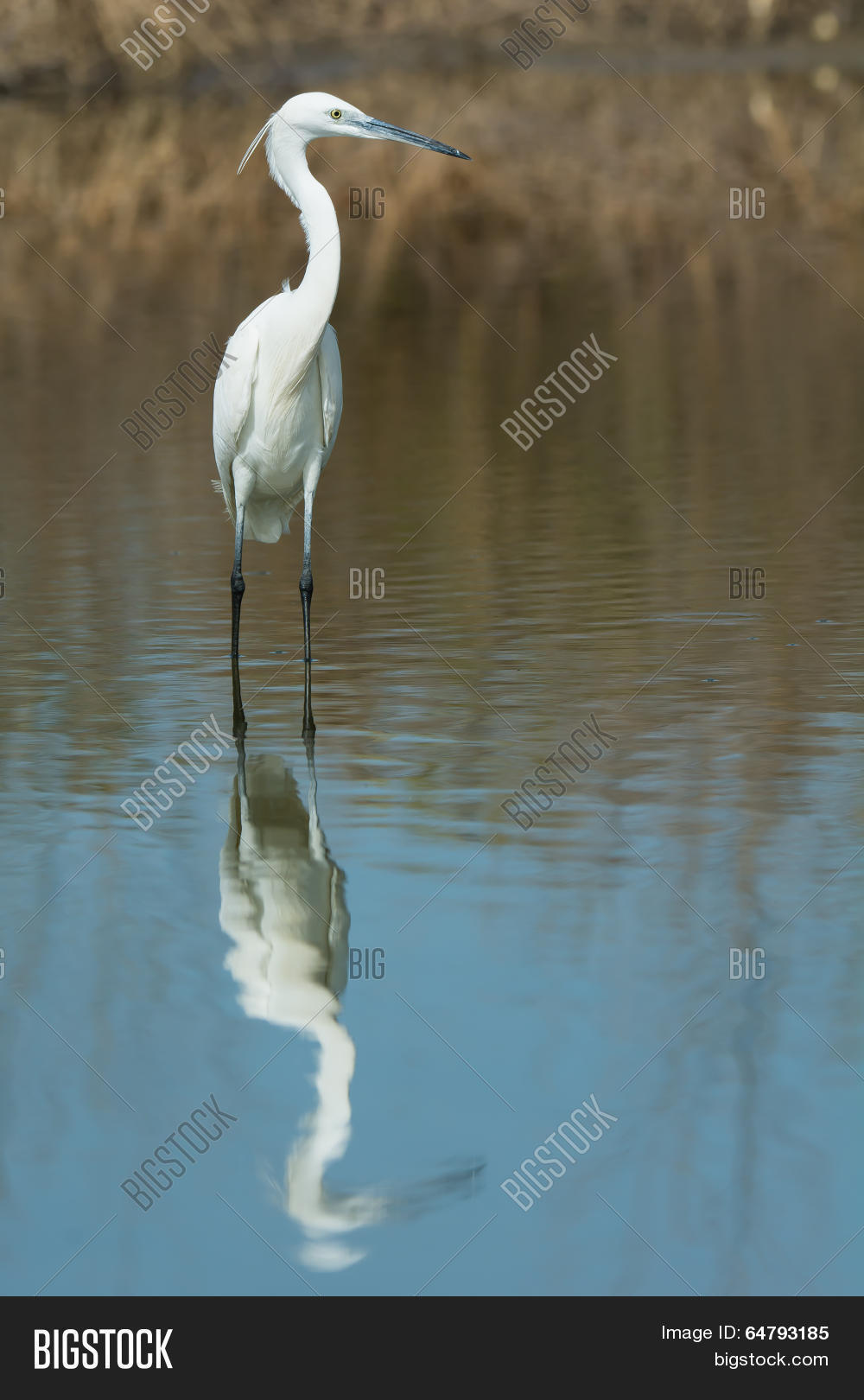 White Western Reef Image & Photo (Free Trial) | Bigstock