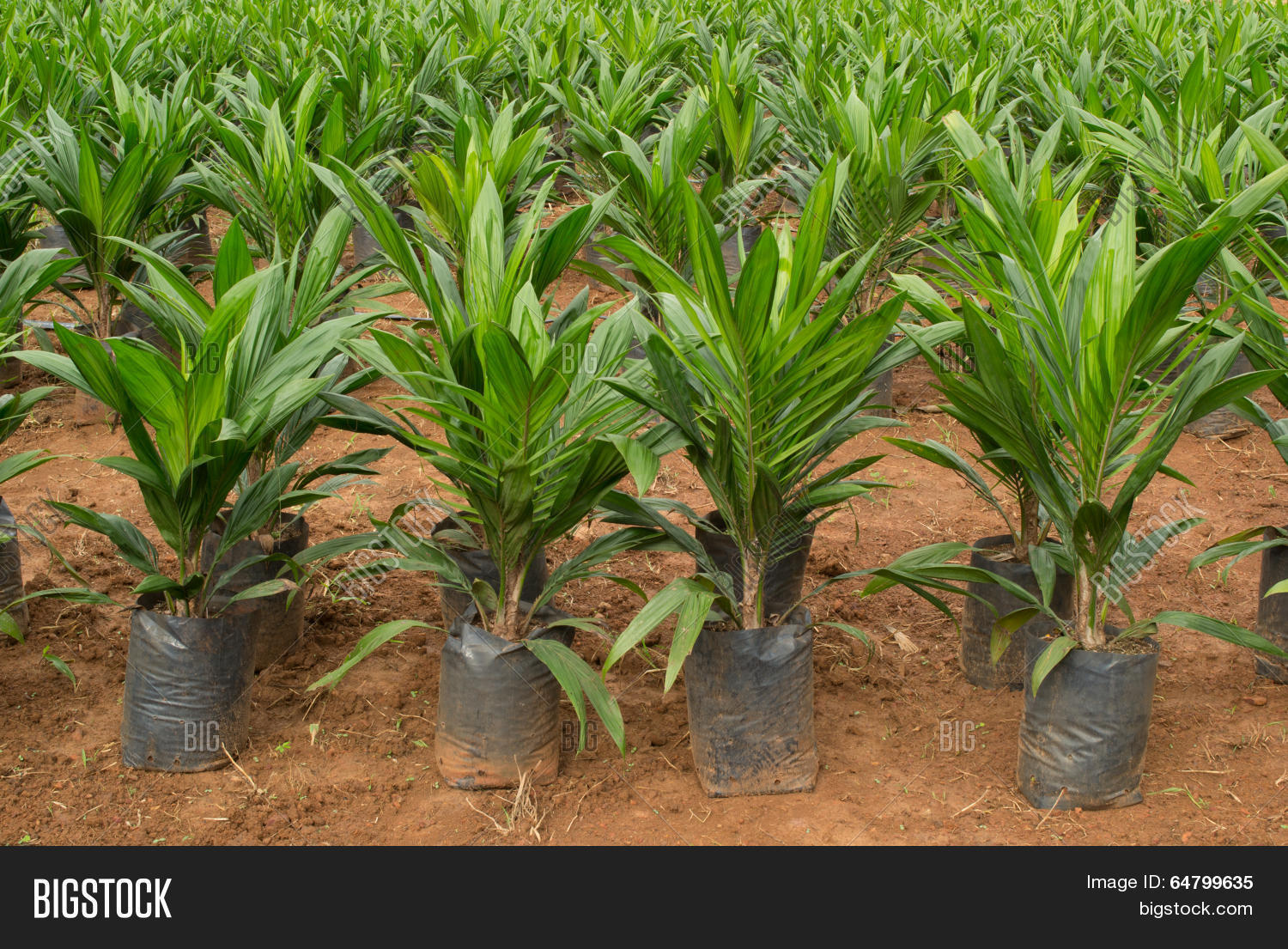 Oil Palm Sapling Image & Photo (Free Trial) | Bigstock