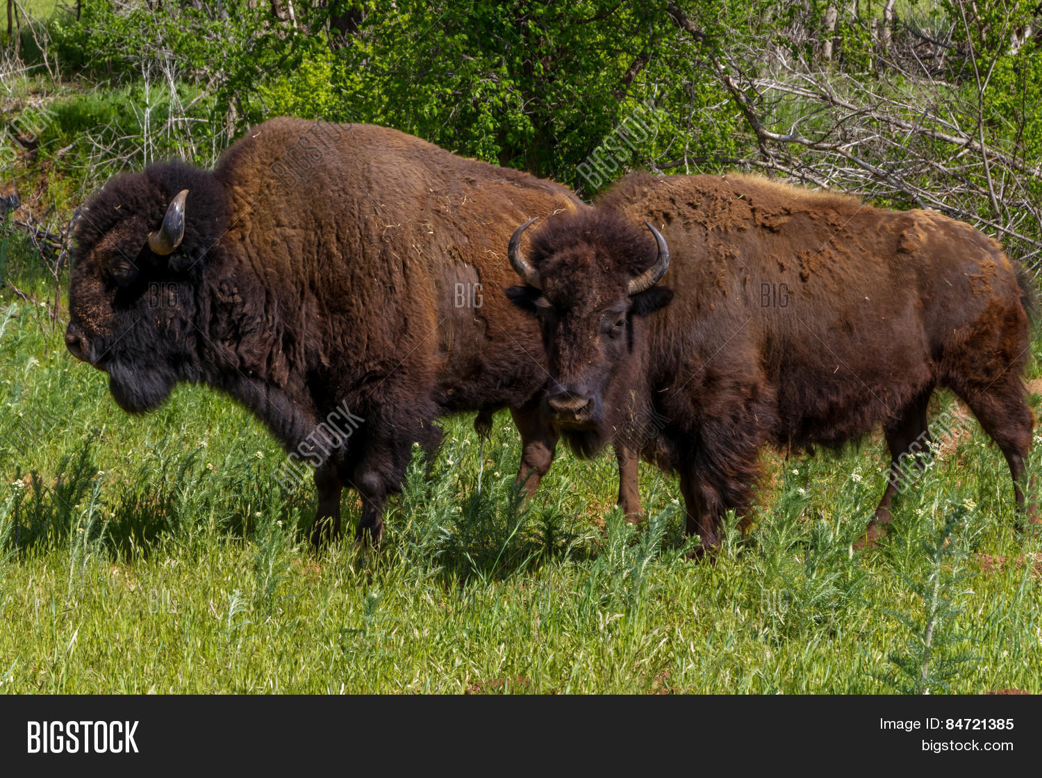 American Bison, Aka Image & Photo (Free Trial) | Bigstock