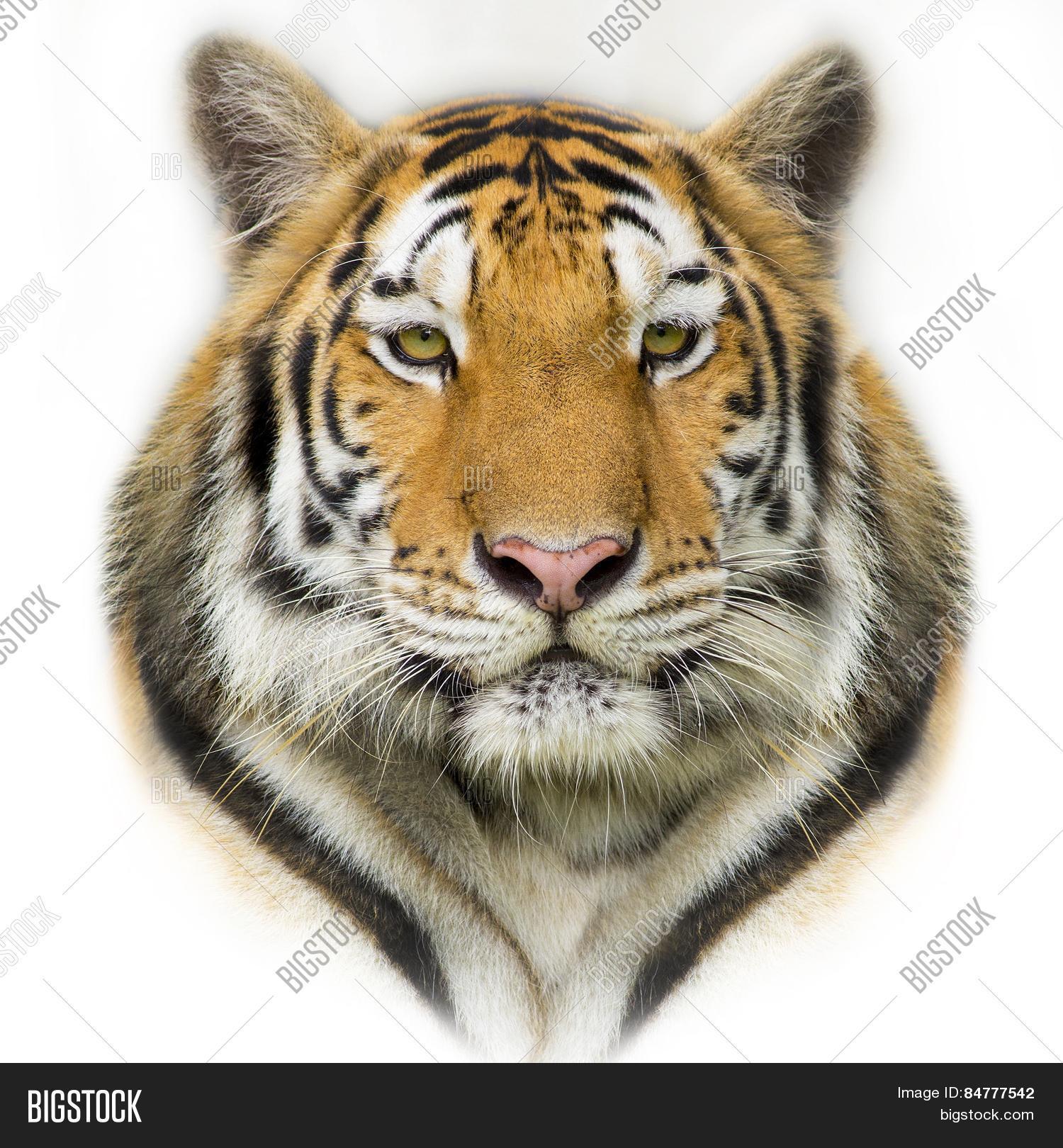 Sumatran Tiger Image & Photo (Free Trial) | Bigstock