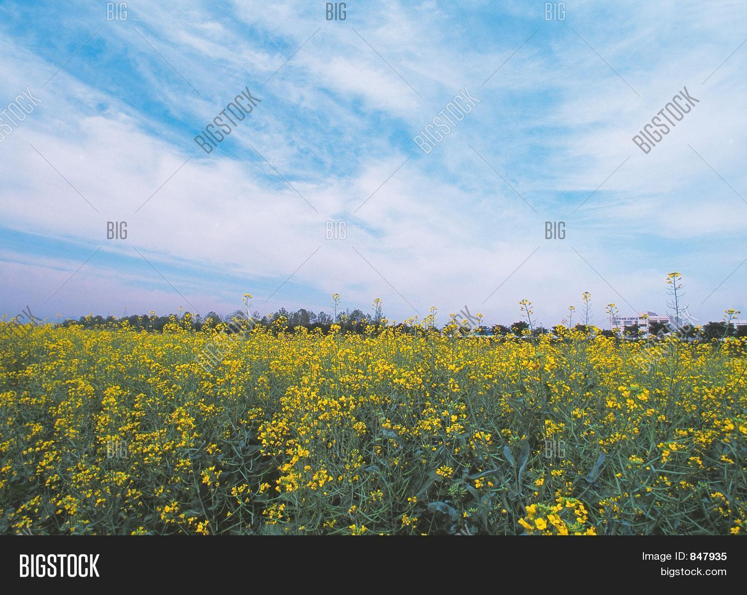 Natural View Image & Photo (Free Trial) | Bigstock