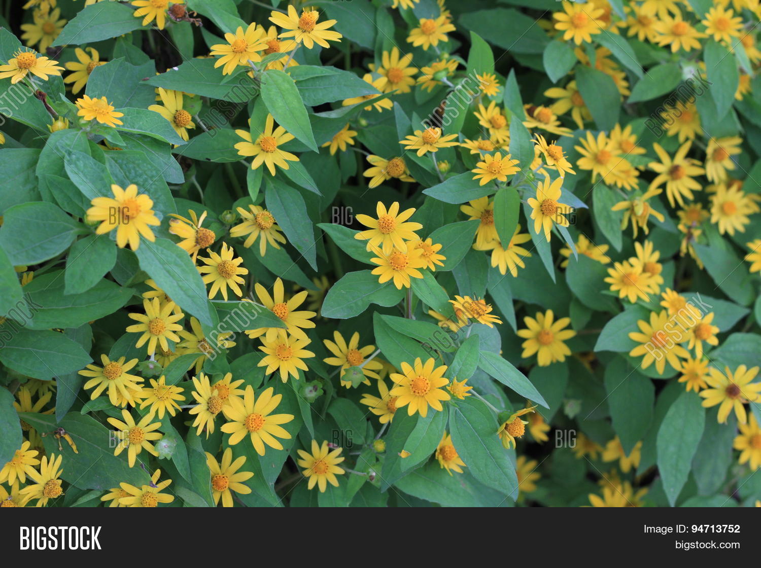 Wedelia Trilobata Image & Photo (Free Trial) | Bigstock