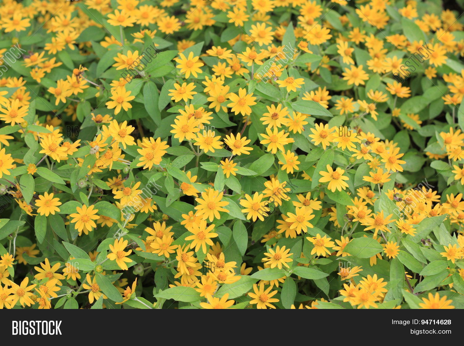 Wedelia Trilobata Image & Photo (Free Trial) | Bigstock