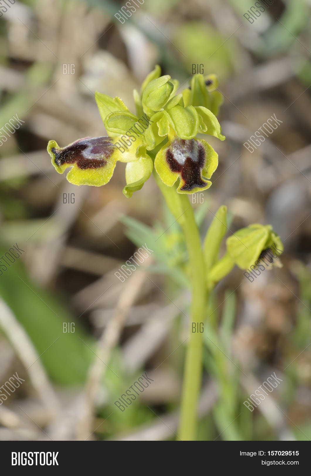 Ophrys Lutea Galilaea Image & Photo (Free Trial) | Bigstock