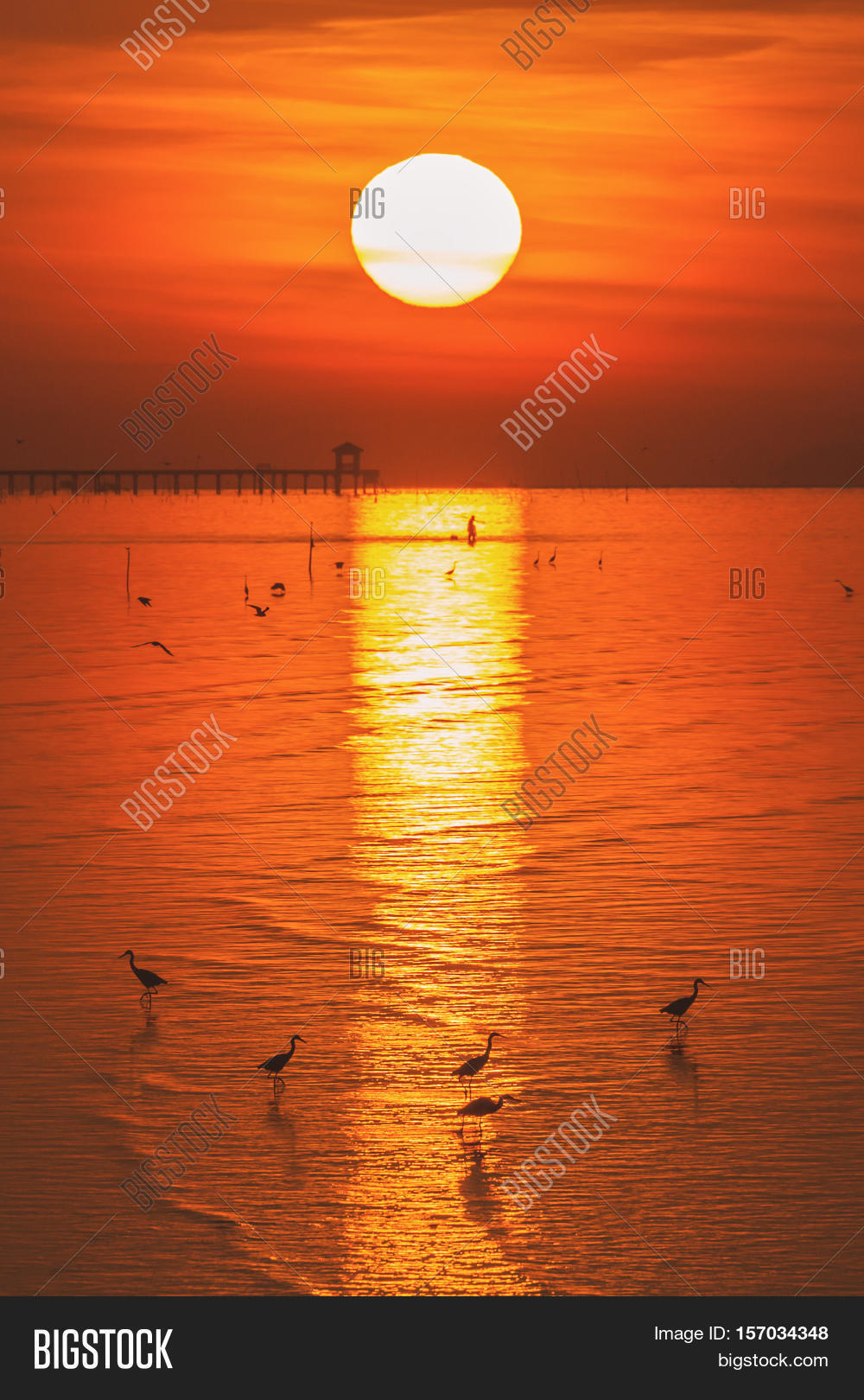 Vertical Scene Egrets Image & Photo (Free Trial) | Bigstock