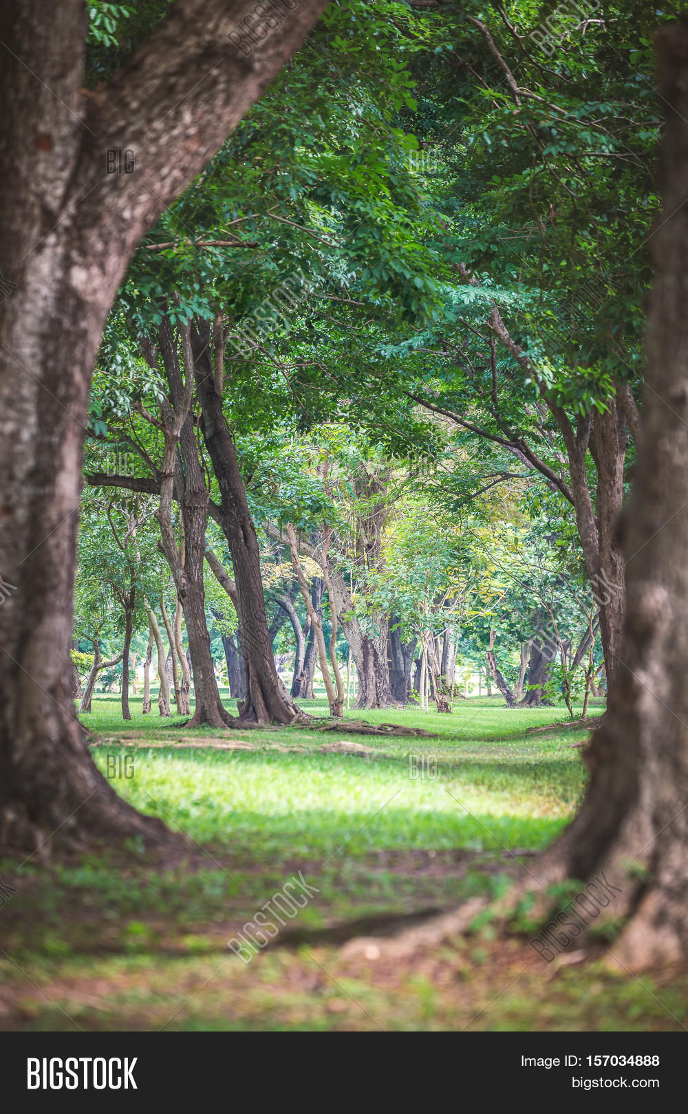 Vertical Scene On Far Image & Photo (Free Trial) | Bigstock