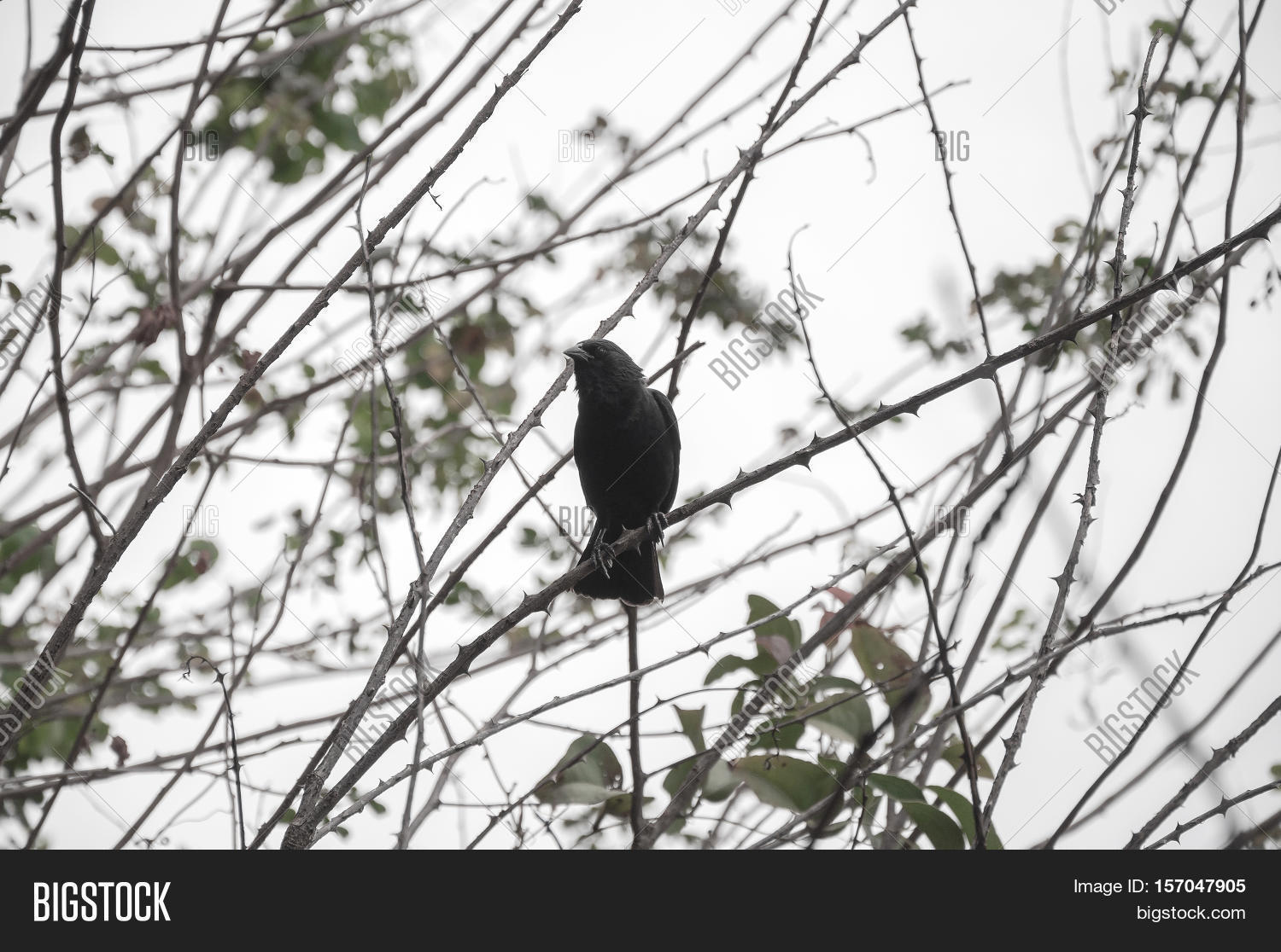 Black Bird On Tree Image & Photo (Free Trial) | Bigstock