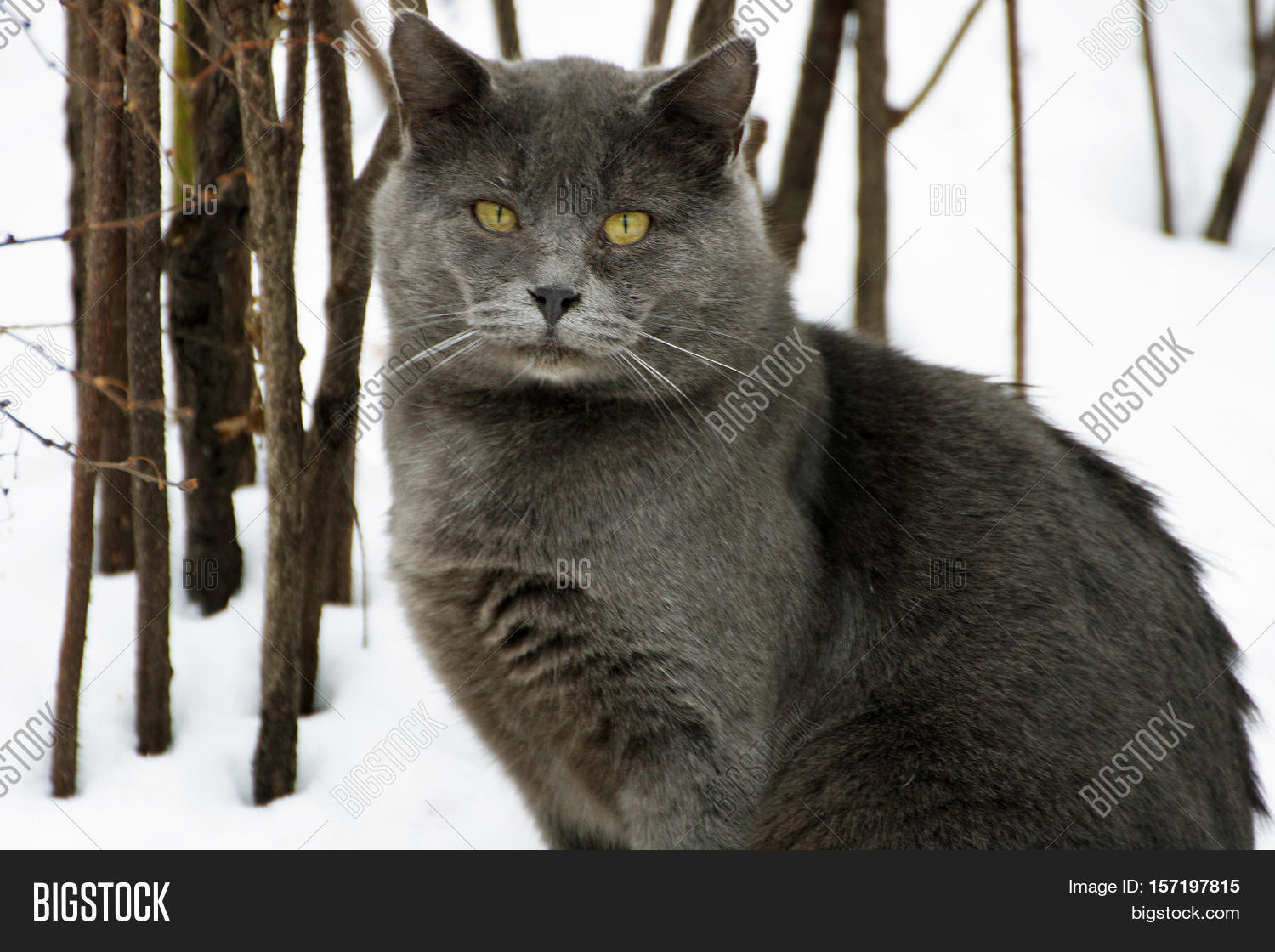 Winter. Ruffled Big Image & Photo (Free Trial) | Bigstock