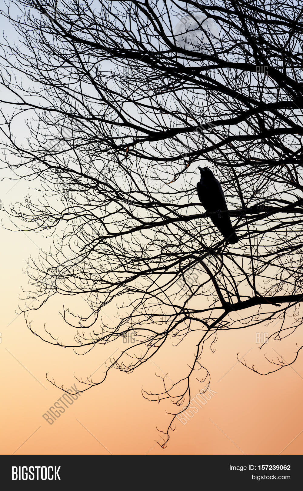 Silhouette Crow Perch Image & Photo (Free Trial) | Bigstock