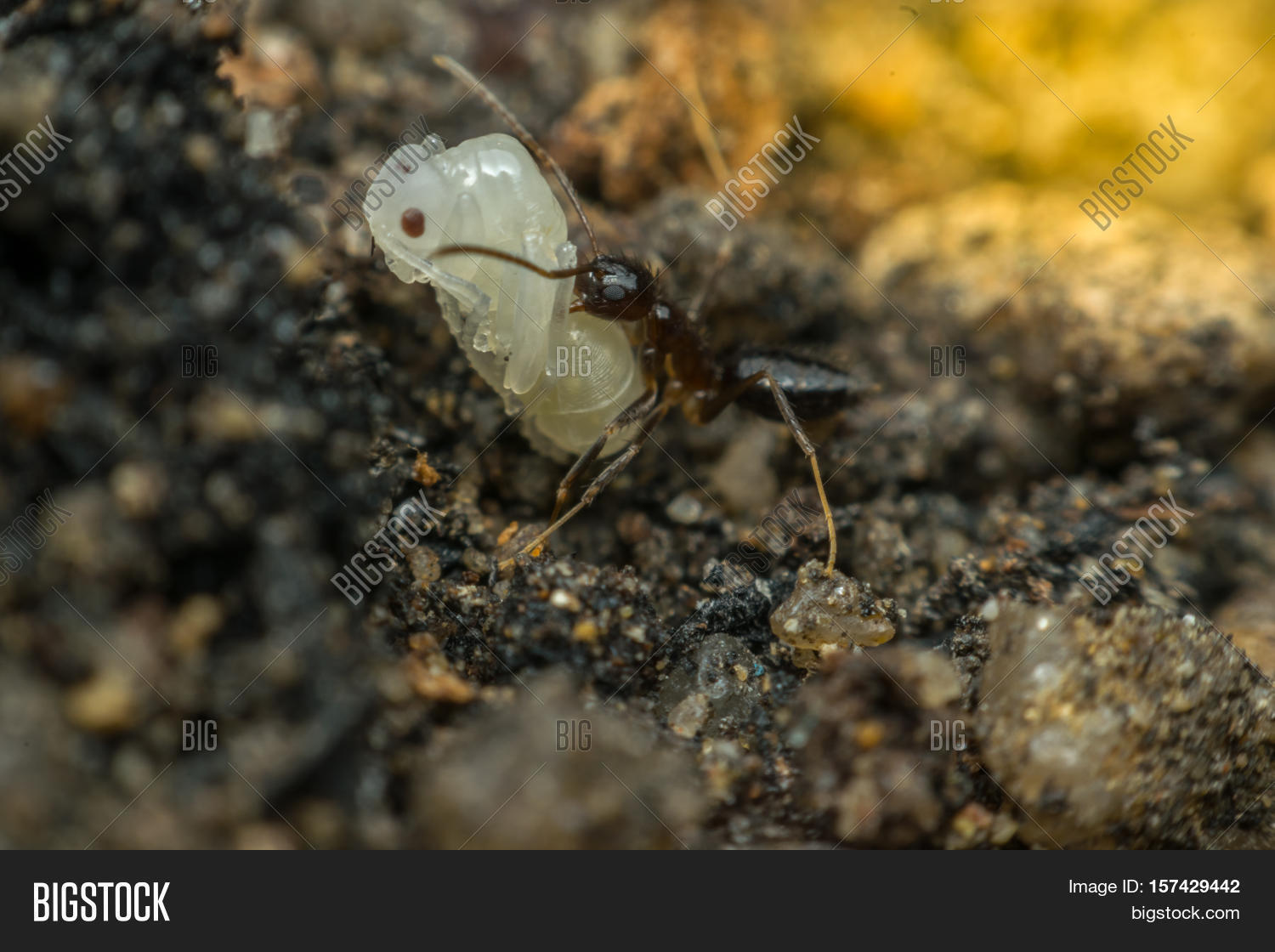 Macro Insect Black Ant Image & Photo (Free Trial) | Bigstock