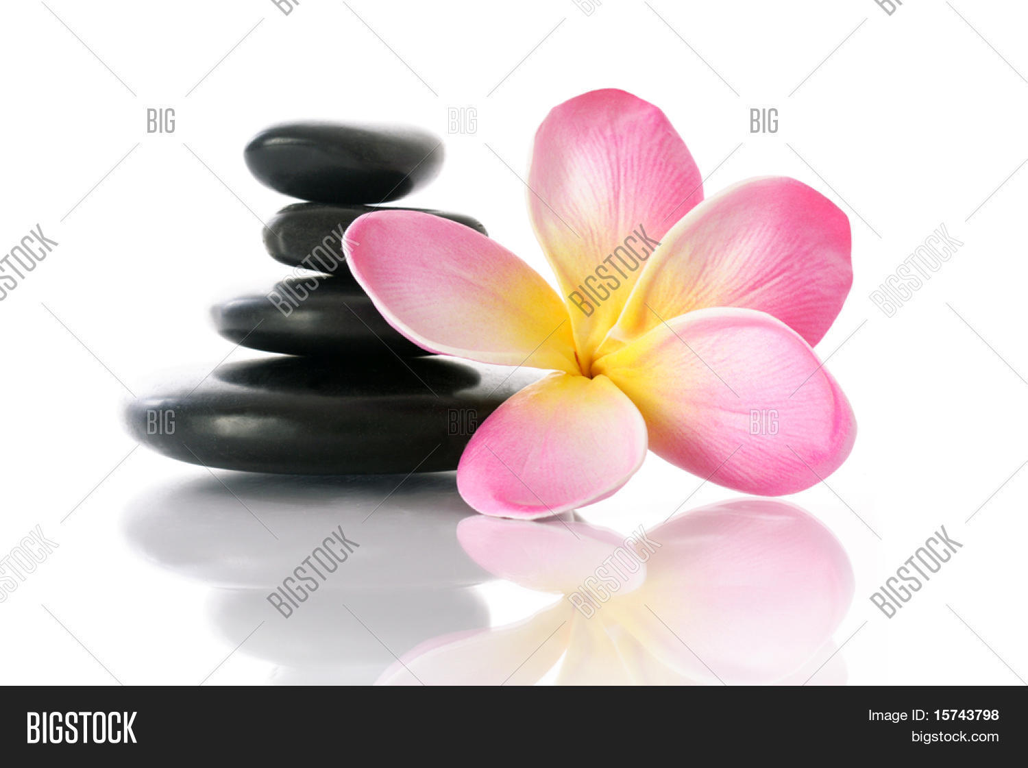 Frangipani Flowers Zen Image & Photo (Free Trial) | Bigstock