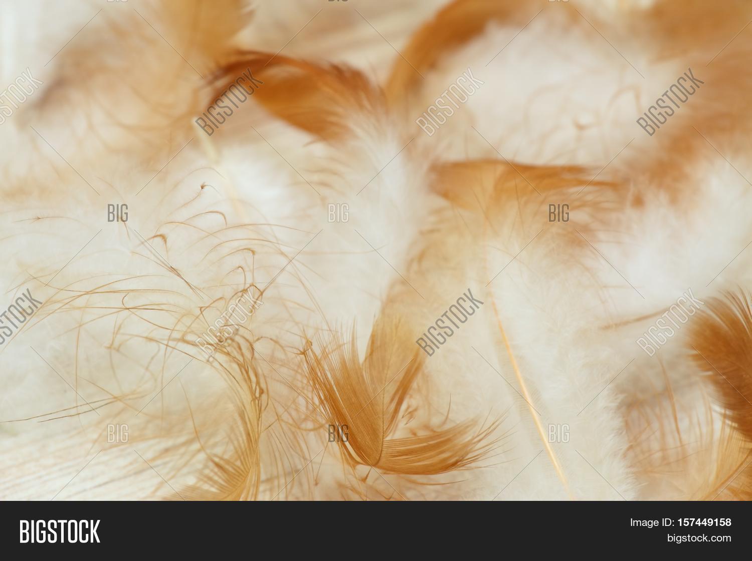 Downy Background Made Image & Photo (Free Trial) | Bigstock