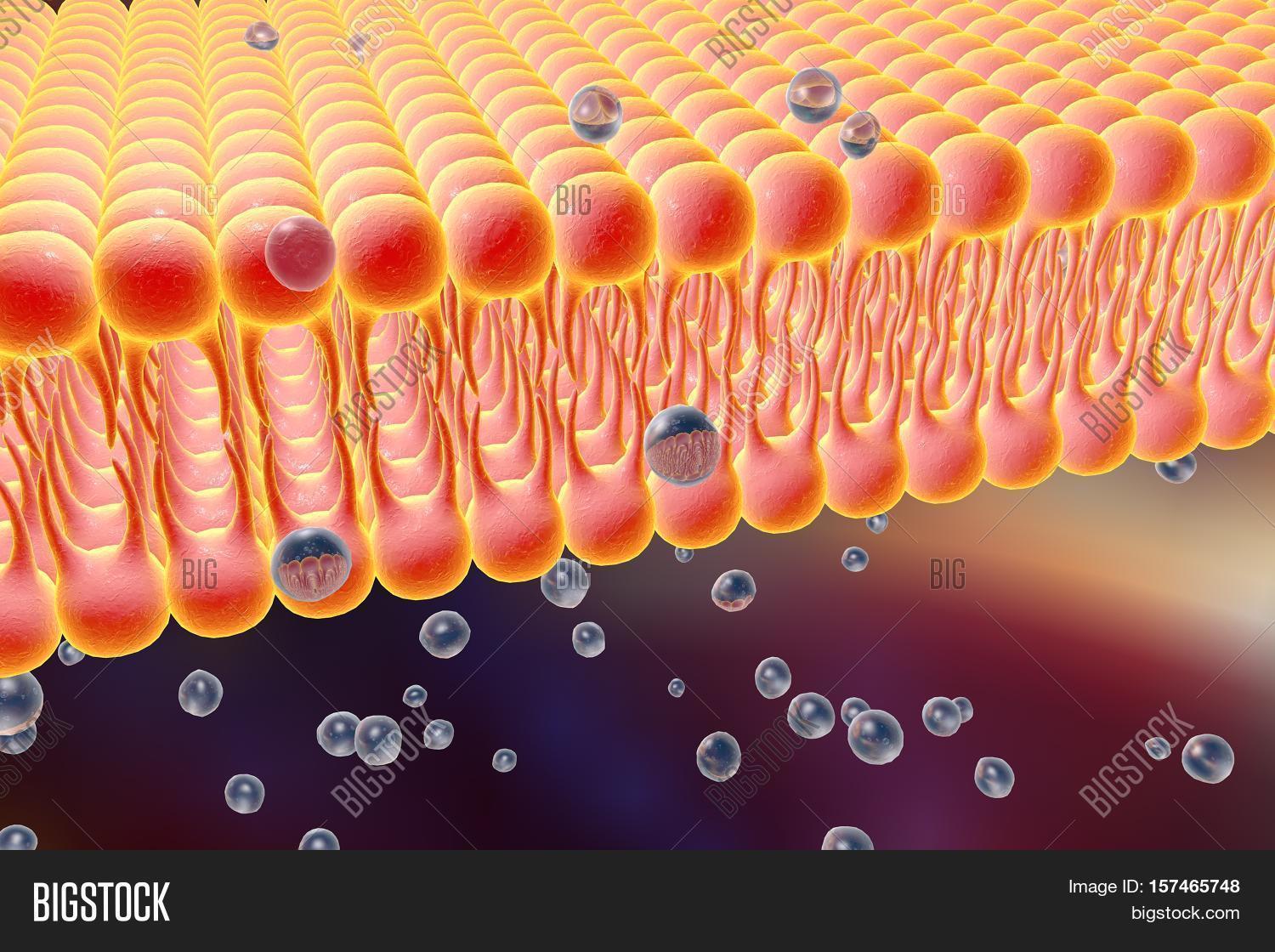Cell Membrane, Lipid Image & Photo (Free Trial) | Bigstock