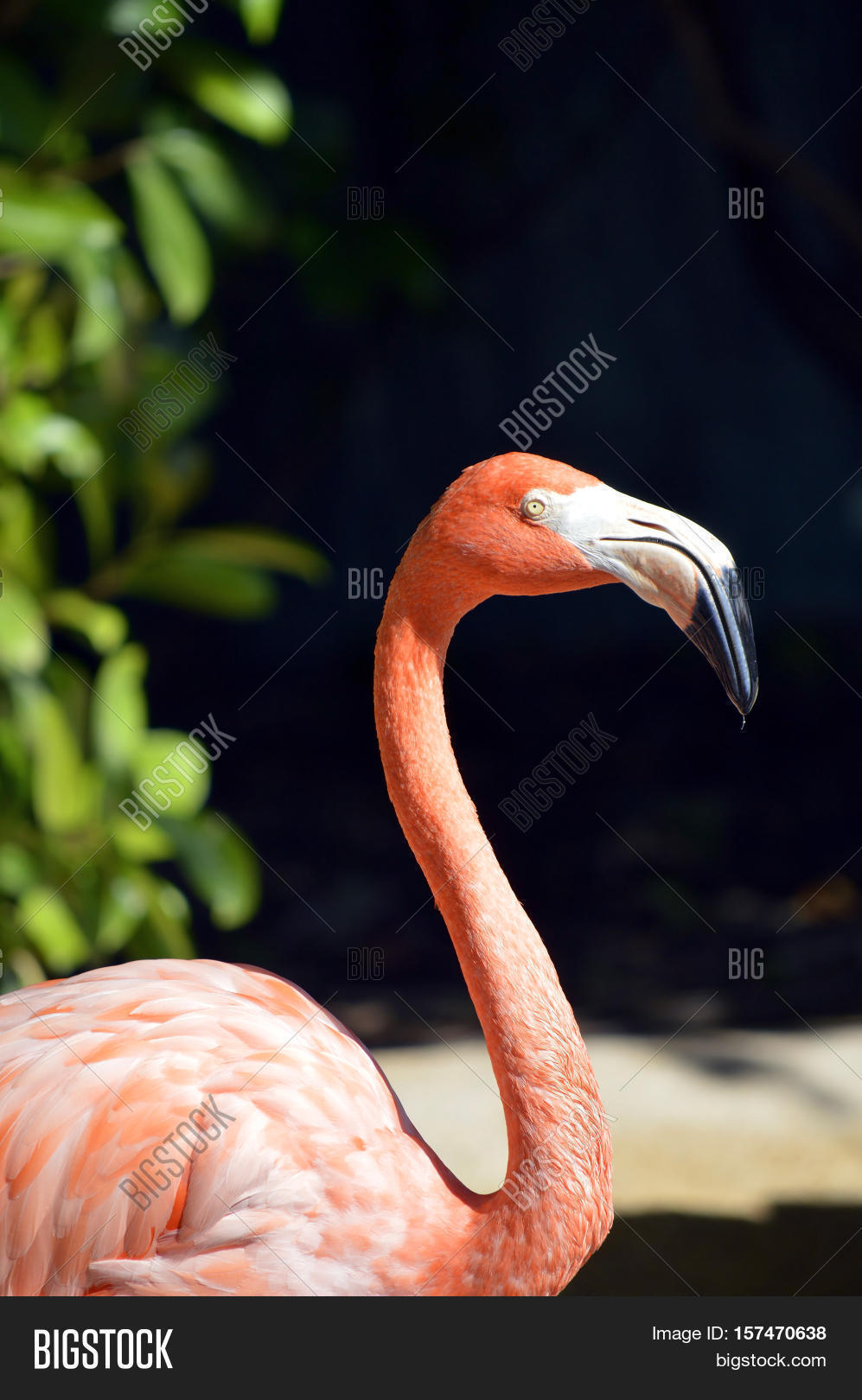 Caribbean Flamingo Image & Photo (Free Trial) | Bigstock