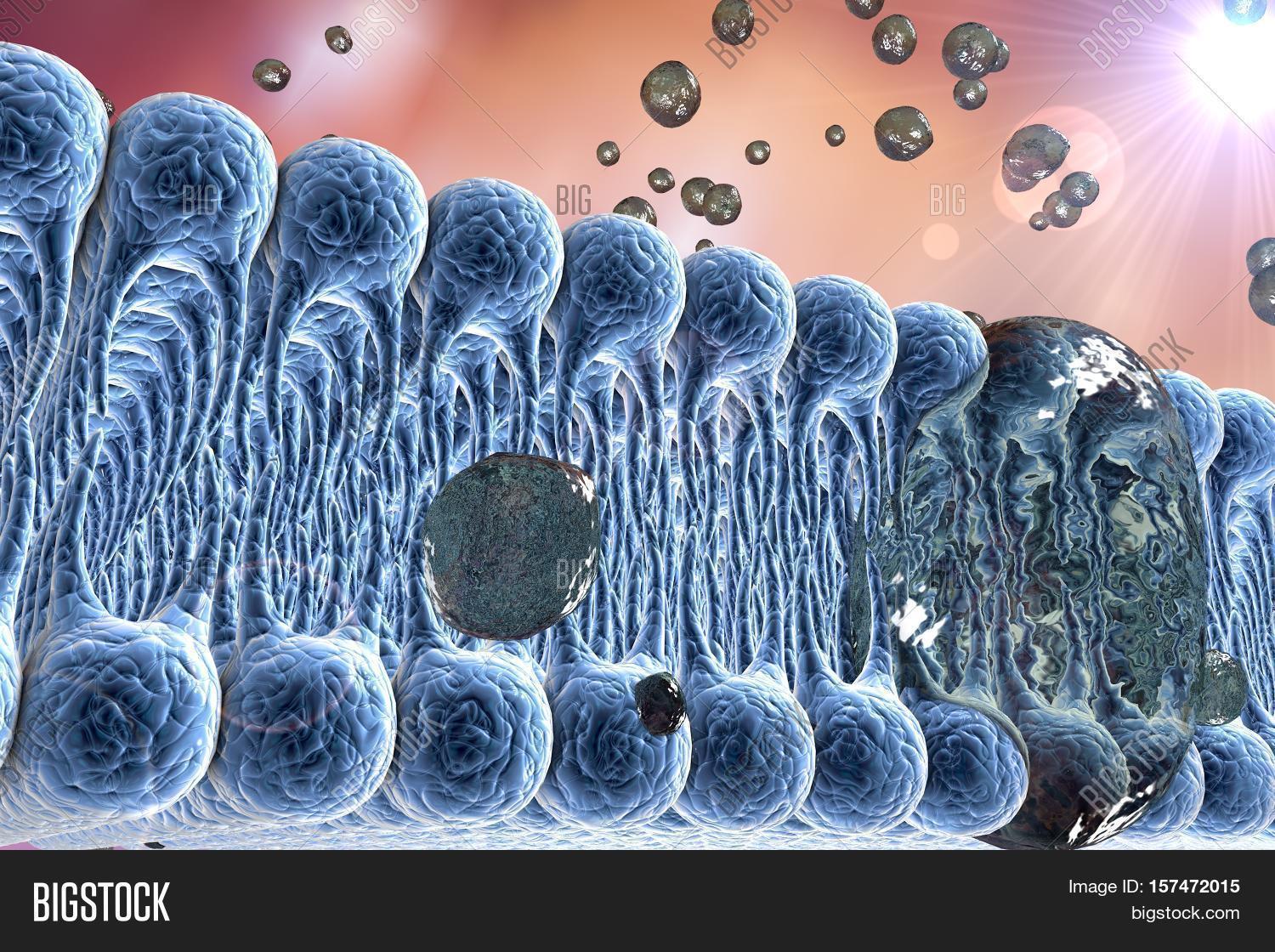 Cell Membrane, Lipid Image & Photo (Free Trial) | Bigstock