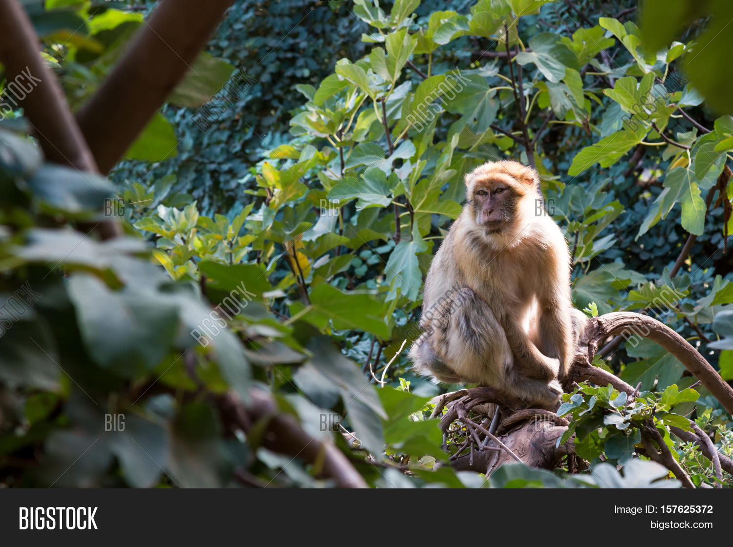 Monkey Living Free Image & Photo (Free Trial) | Bigstock