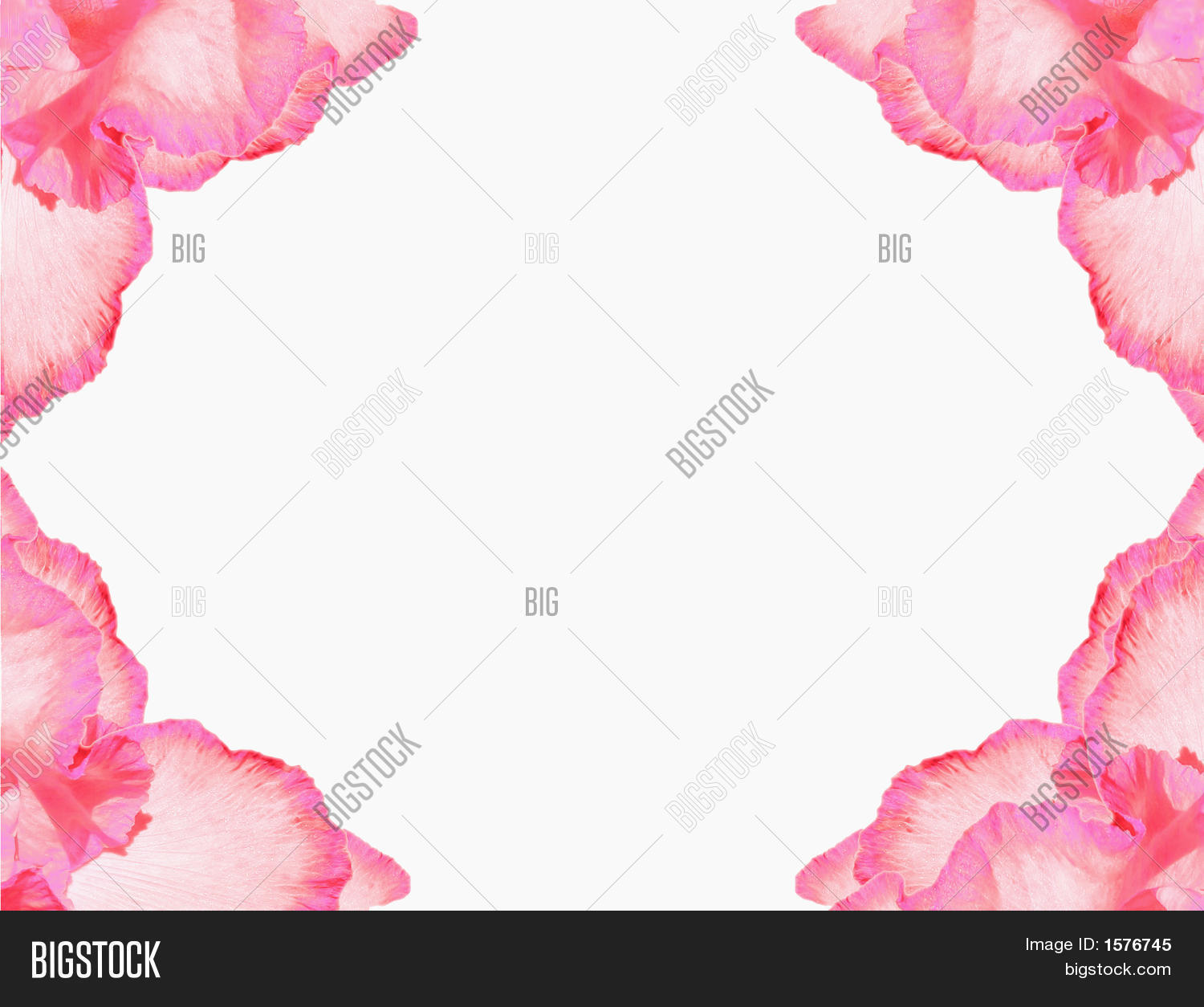 Pink Petals Border Image & Photo (Free Trial) | Bigstock