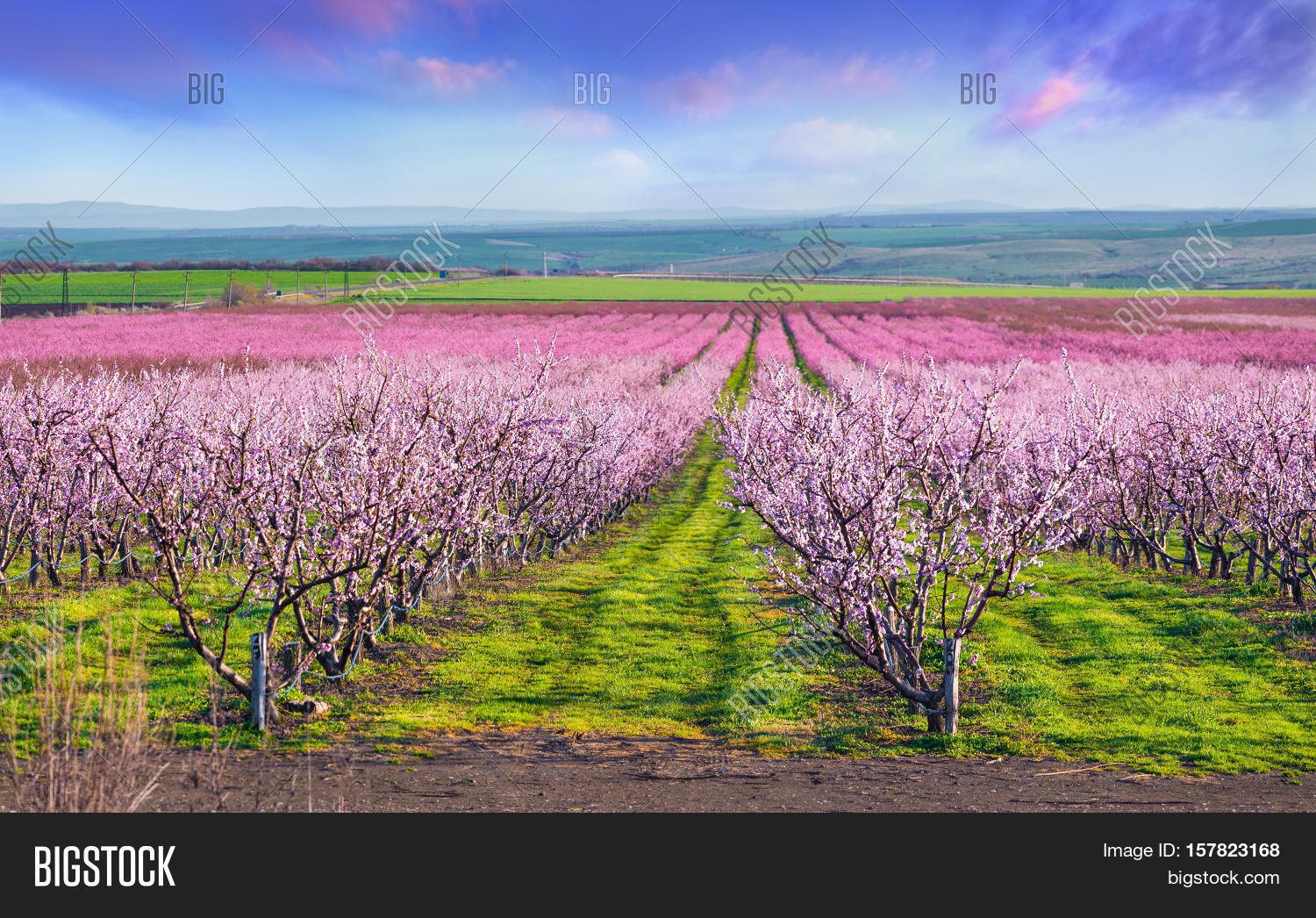 Flowering Peach Image & Photo (Free Trial) | Bigstock