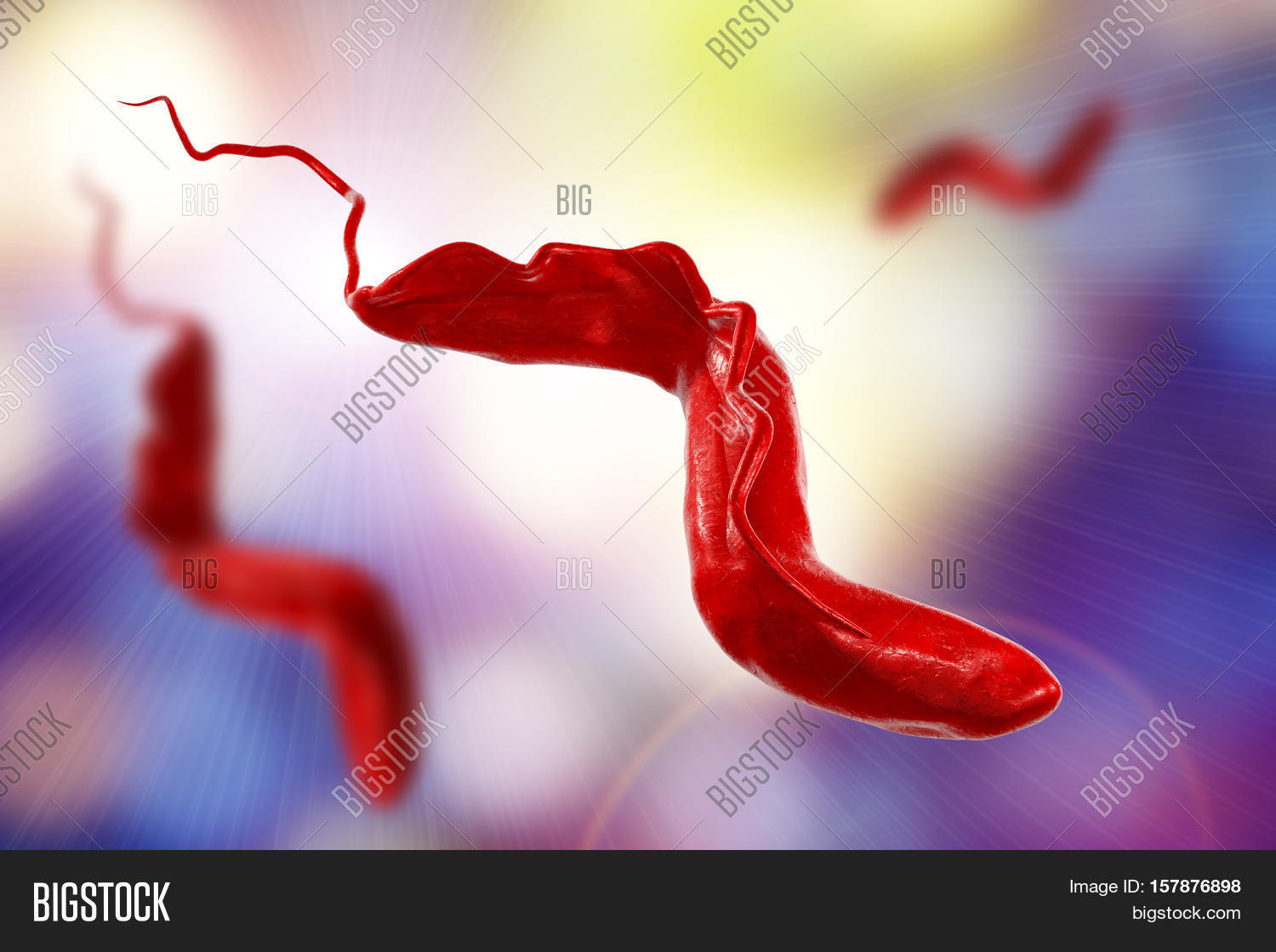 Trypanosoma Brucei Image & Photo (Free Trial) | Bigstock