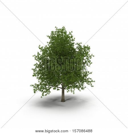 Green Summer Maple Image & Photo (Free Trial) | Bigstock