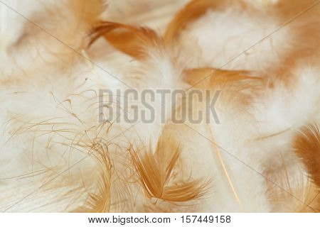 Downy Background Made Image & Photo (Free Trial) | Bigstock