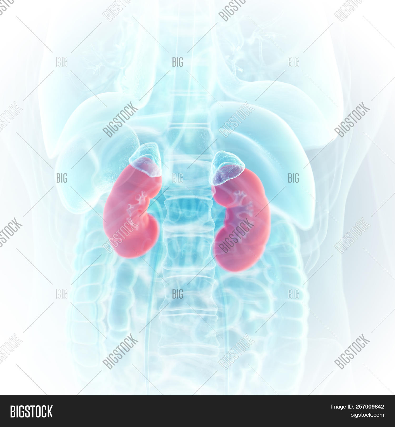 3d Rendered Medically Image & Photo (Free Trial) | Bigstock