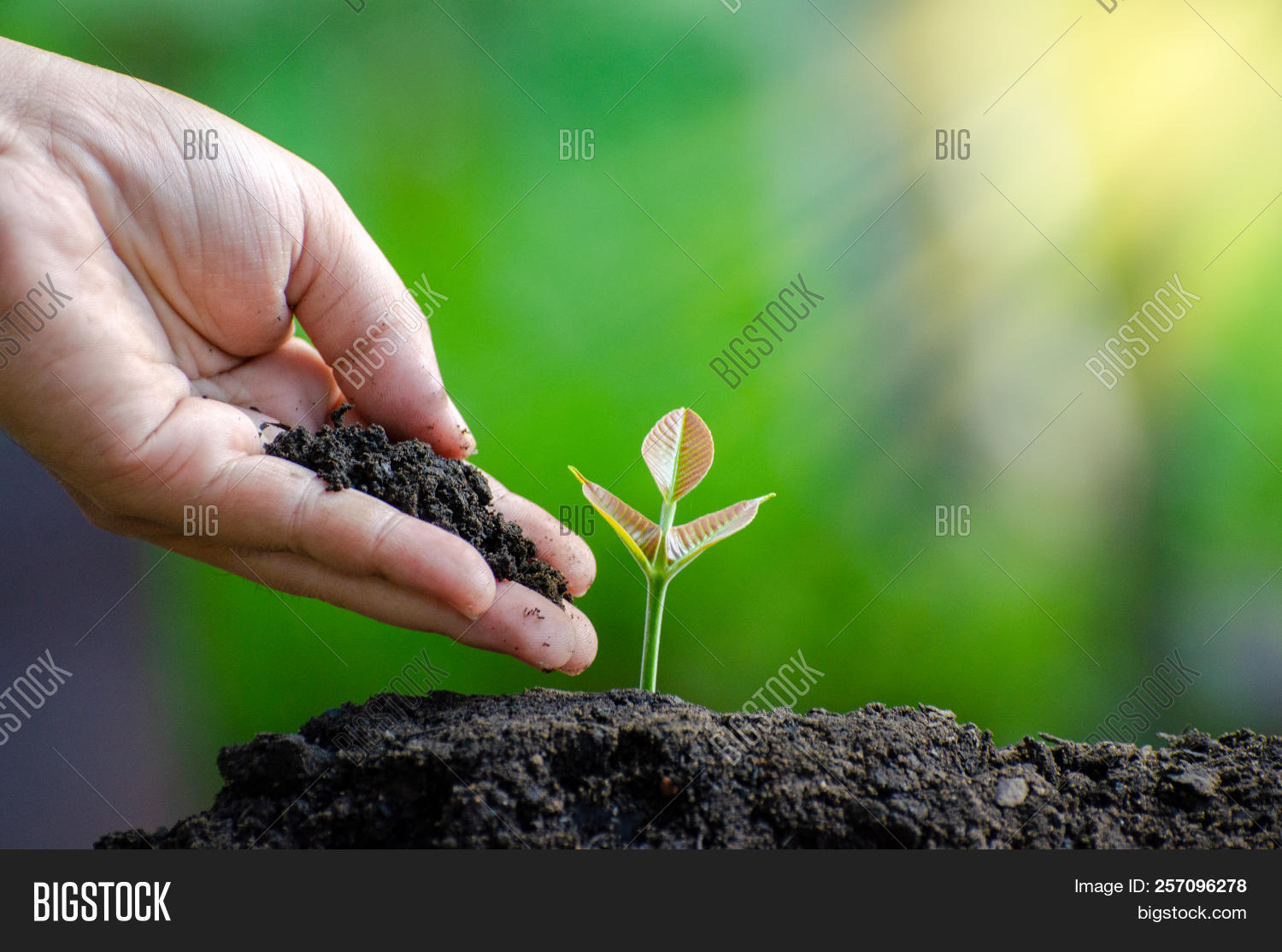 Tree Sapling Hand Image & Photo (Free Trial) | Bigstock