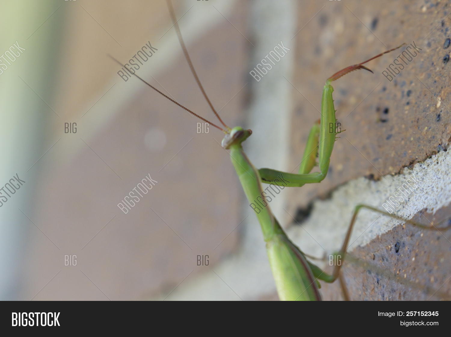 Preying Mantis On Image & Photo (Free Trial) | Bigstock