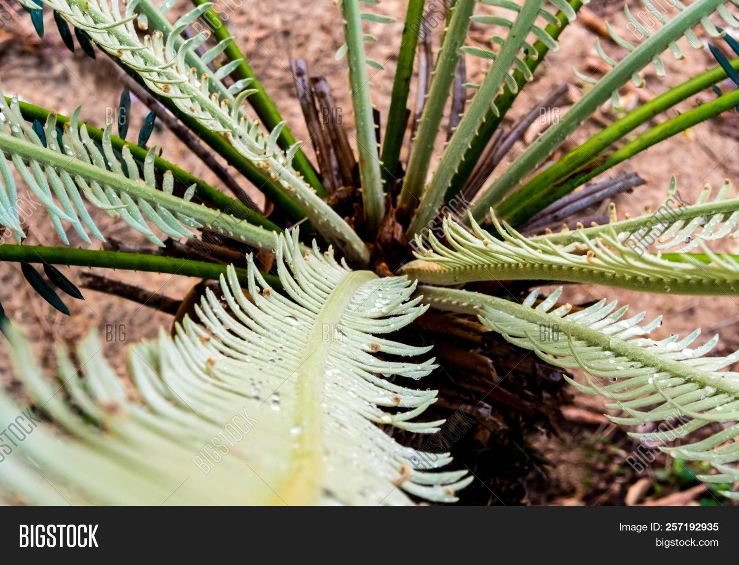 Pinnately Compound Image & Photo (Free Trial) | Bigstock