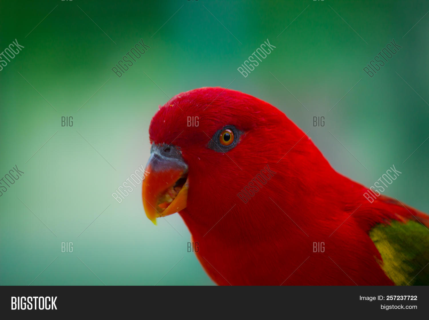 Portrait Red Parrot Image & Photo (Free Trial) | Bigstock