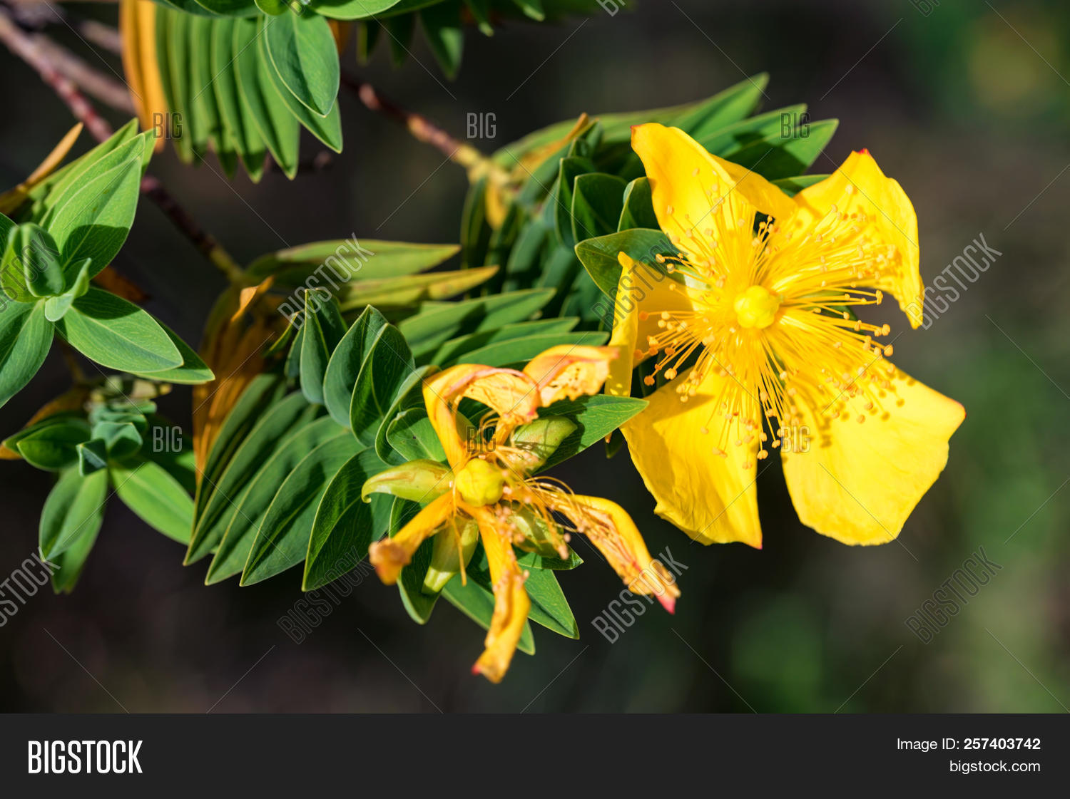 Green Shrub Genista Image & Photo (Free Trial) | Bigstock