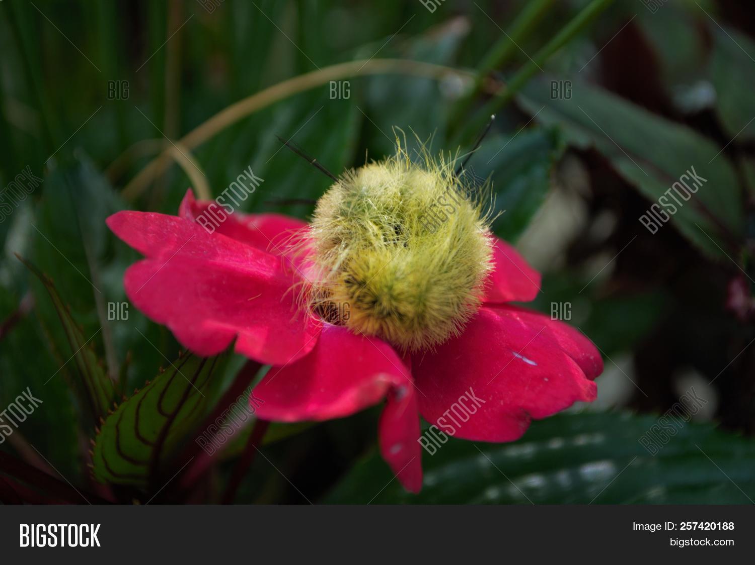 Yellow Wooly Worm Image & Photo (Free Trial) | Bigstock