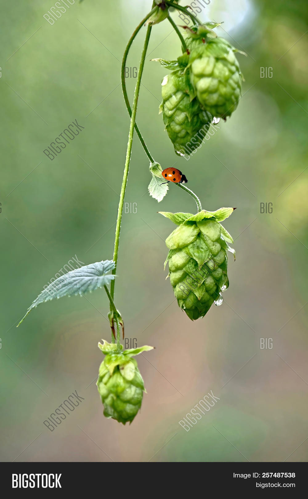 Hop Vine Seeds Cones Image & Photo (Free Trial) | Bigstock