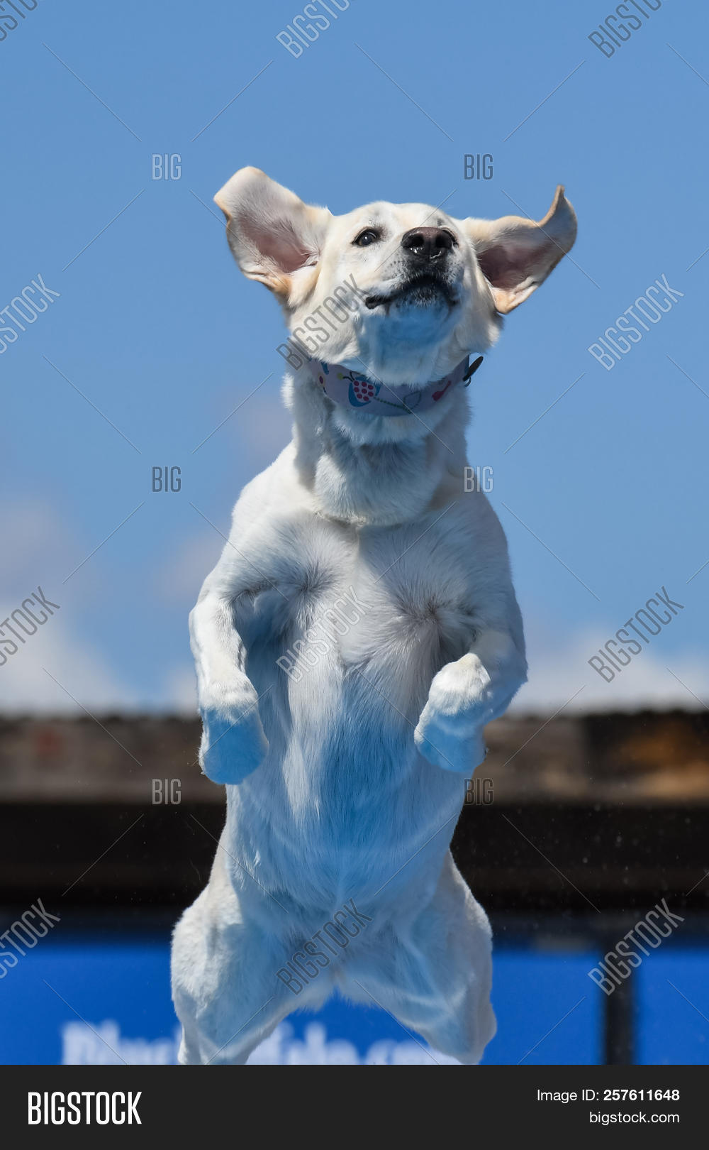 Yellow Labrador Image & Photo (Free Trial) | Bigstock