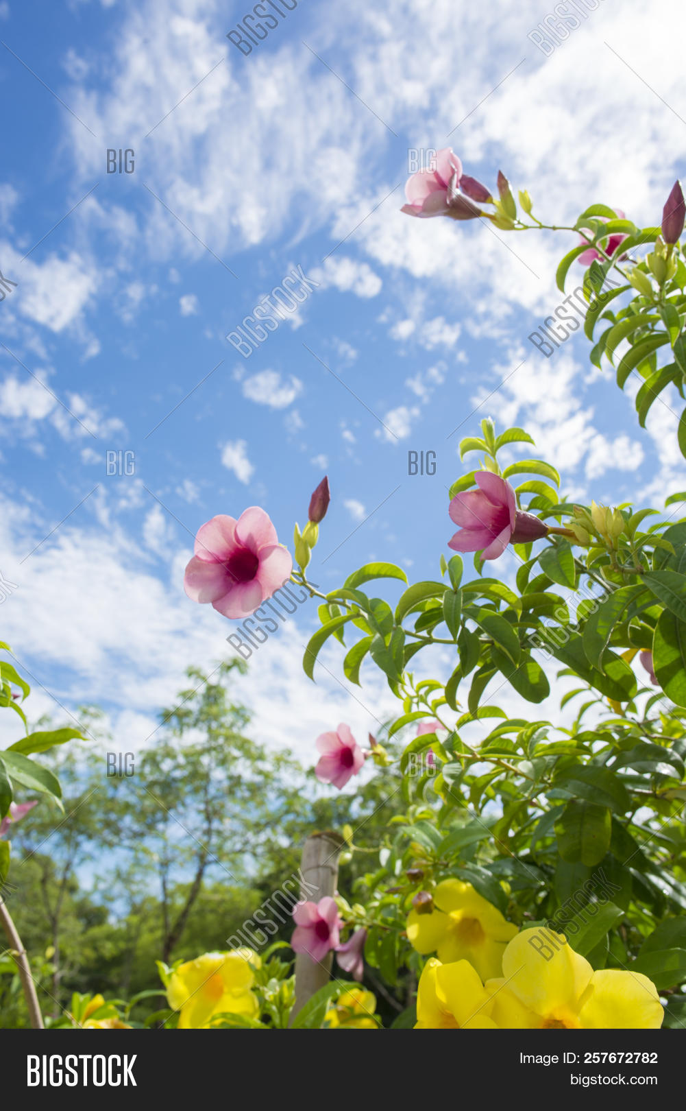 Purple Allamanda Image & Photo (Free Trial) | Bigstock