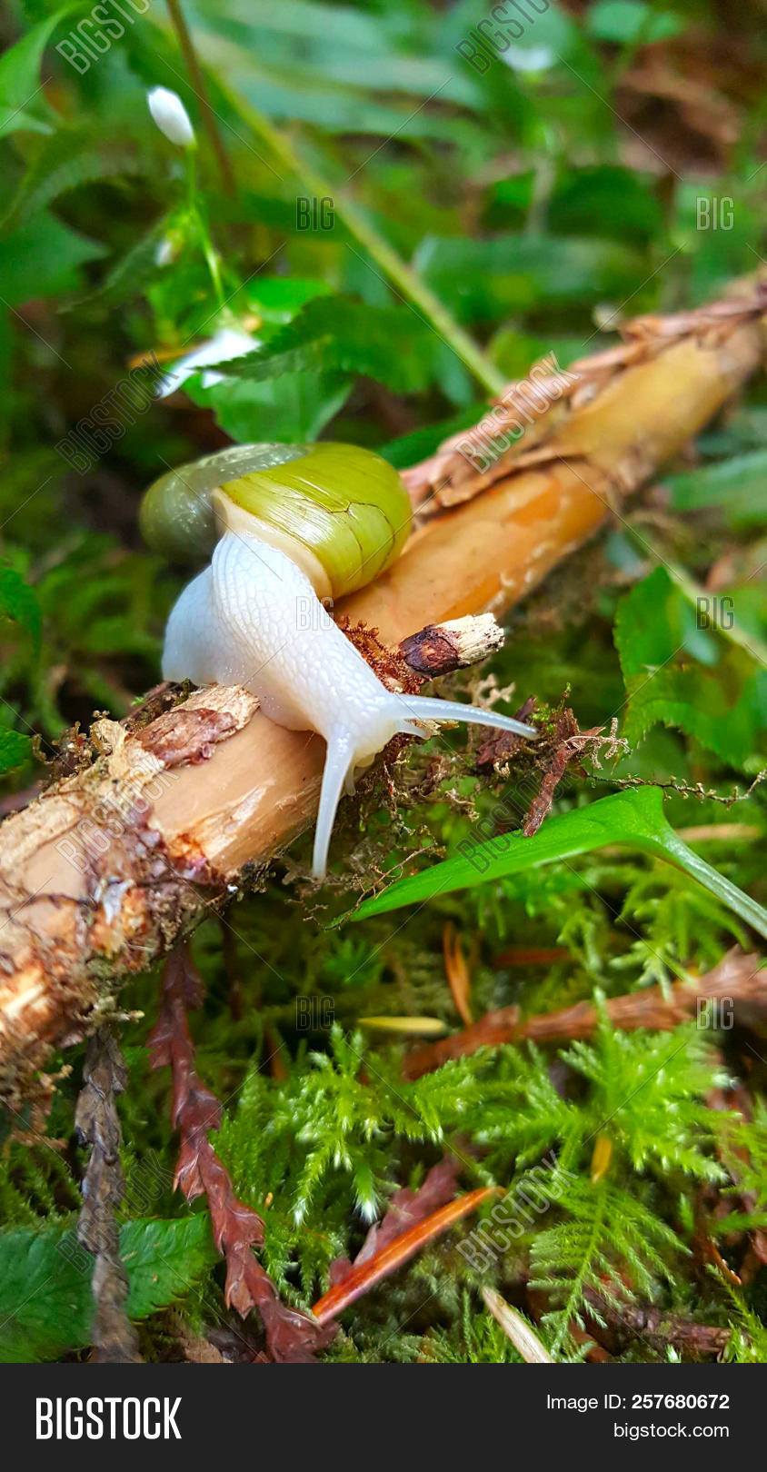 Bright Green Snail Image & Photo (Free Trial) | Bigstock