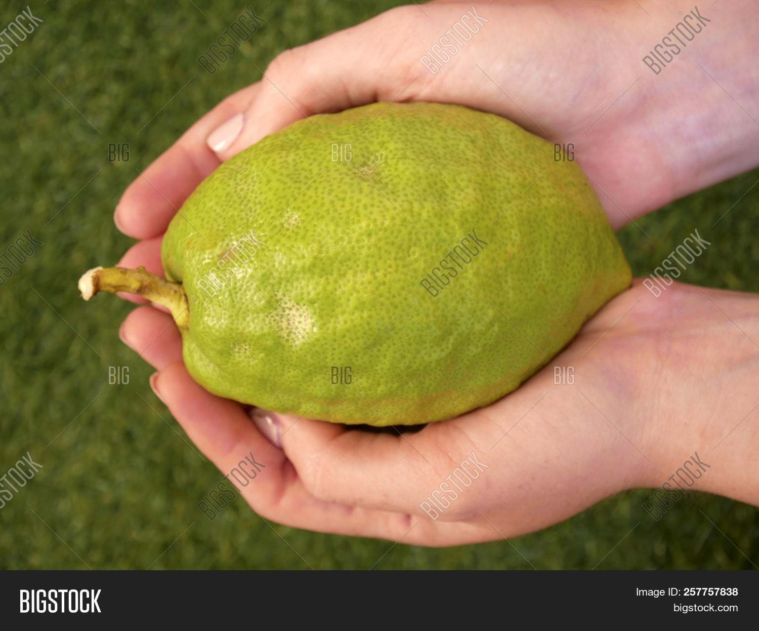 Etrog One Main Symbols Image & Photo (Free Trial) | Bigstock
