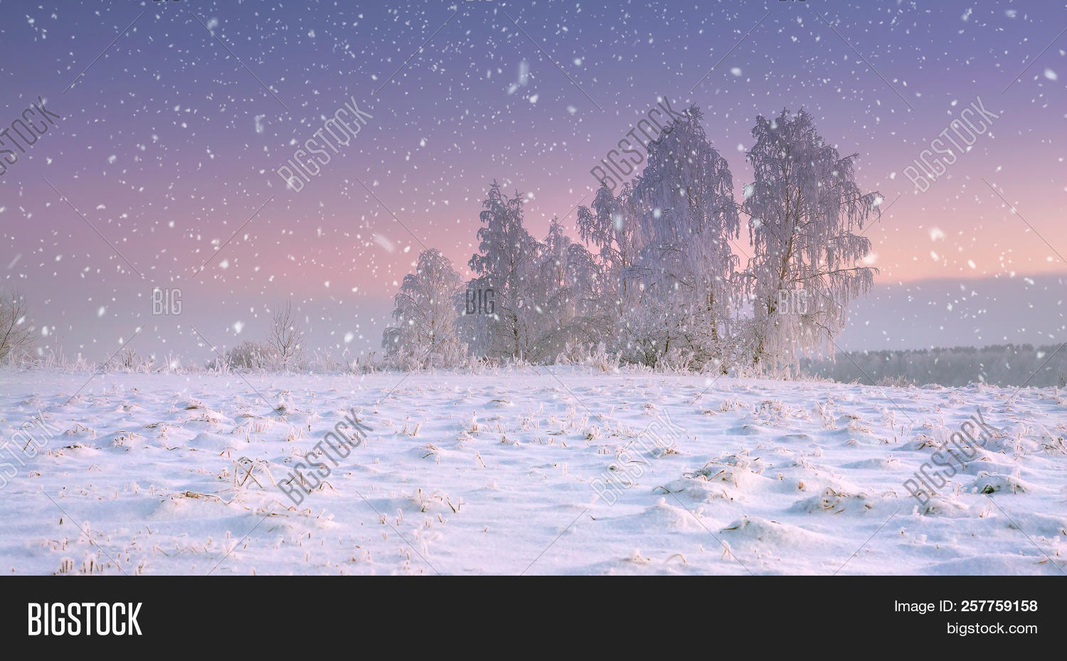 Christmas Nature. Calm Image & Photo (Free Trial) | Bigstock