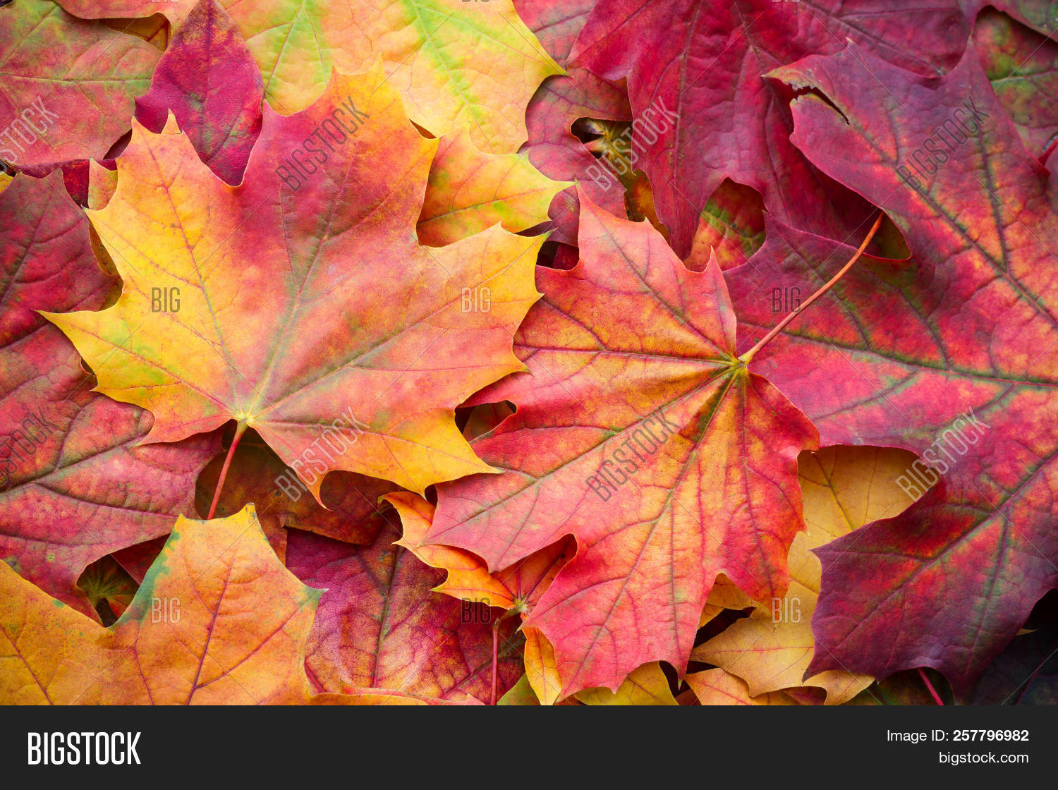 Amazing Multicolor Image & Photo (Free Trial) | Bigstock